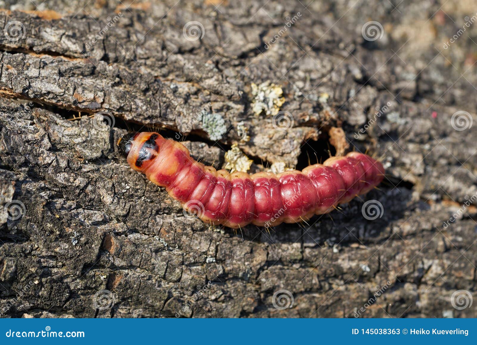 Larva of a Goat Moth Cossus Cossus Stock Image - Image of danger ...