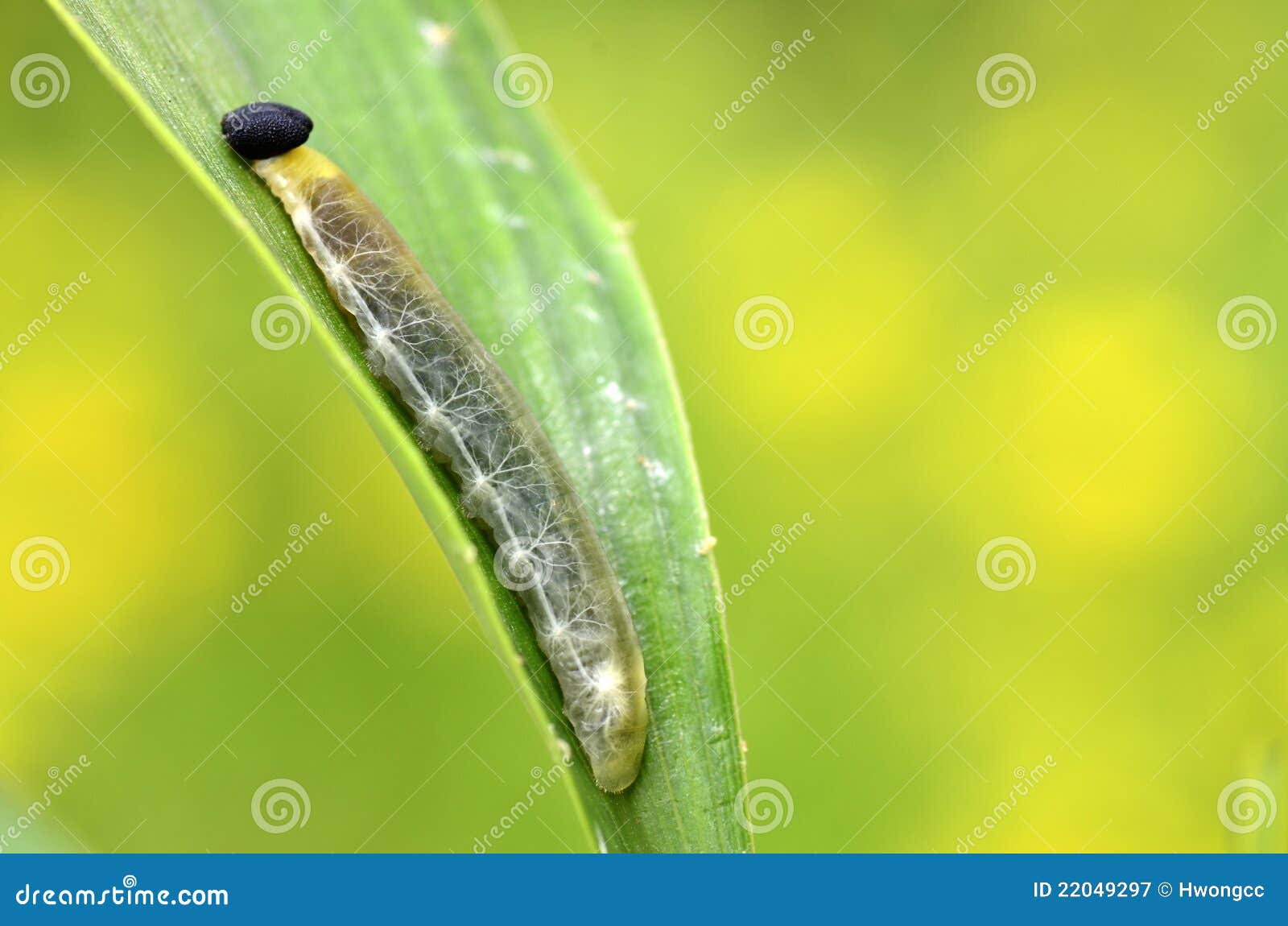 Larva of Grass Demon Skippers Stock Image - Image of green, caterpillar ...