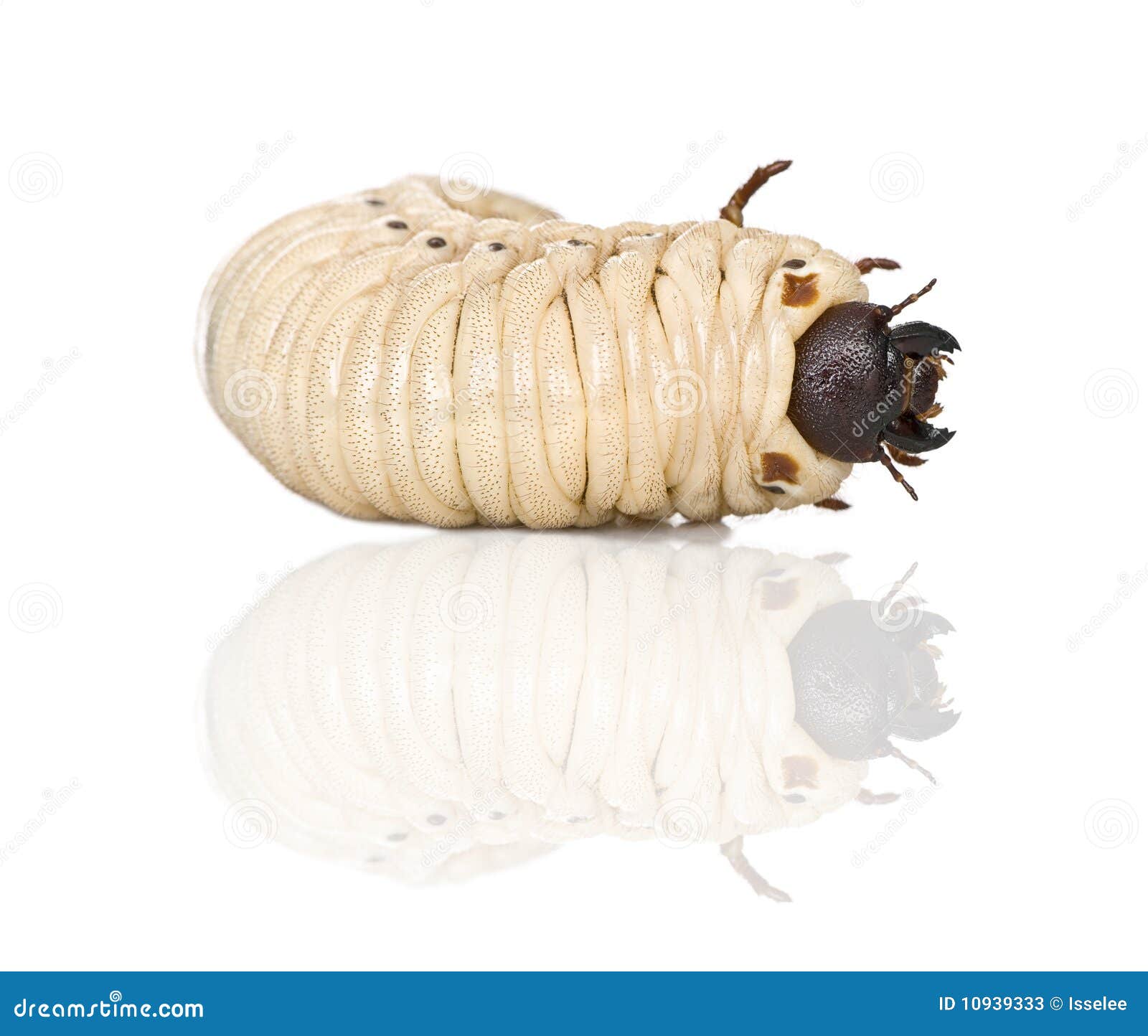 Hercules Beetle Stock Photo | CartoonDealer.com #75082716
