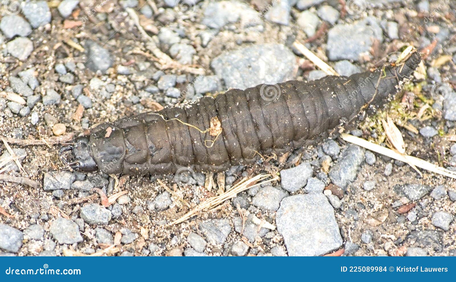 Larva of a Hydrophilus Piceus Beetle Stock Photo - Image of piceus ...