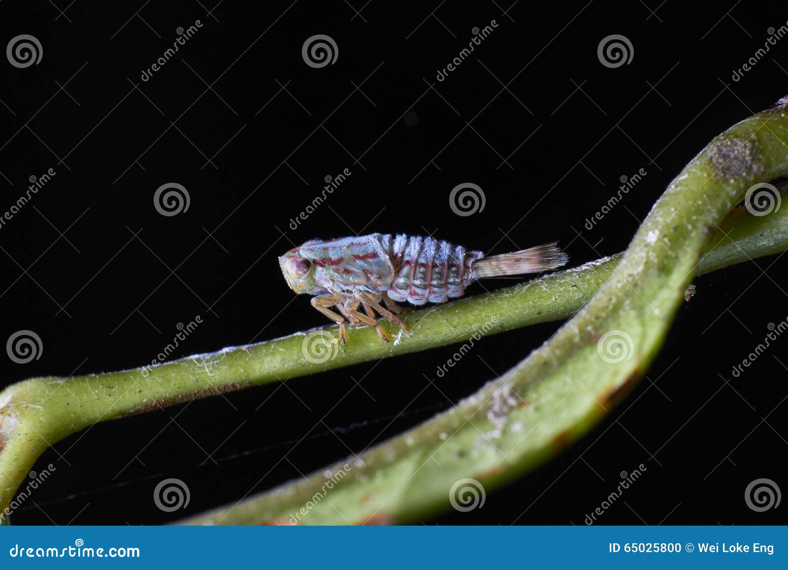 Larva insect on plant stock photo. Image of tree, plant - 65025800