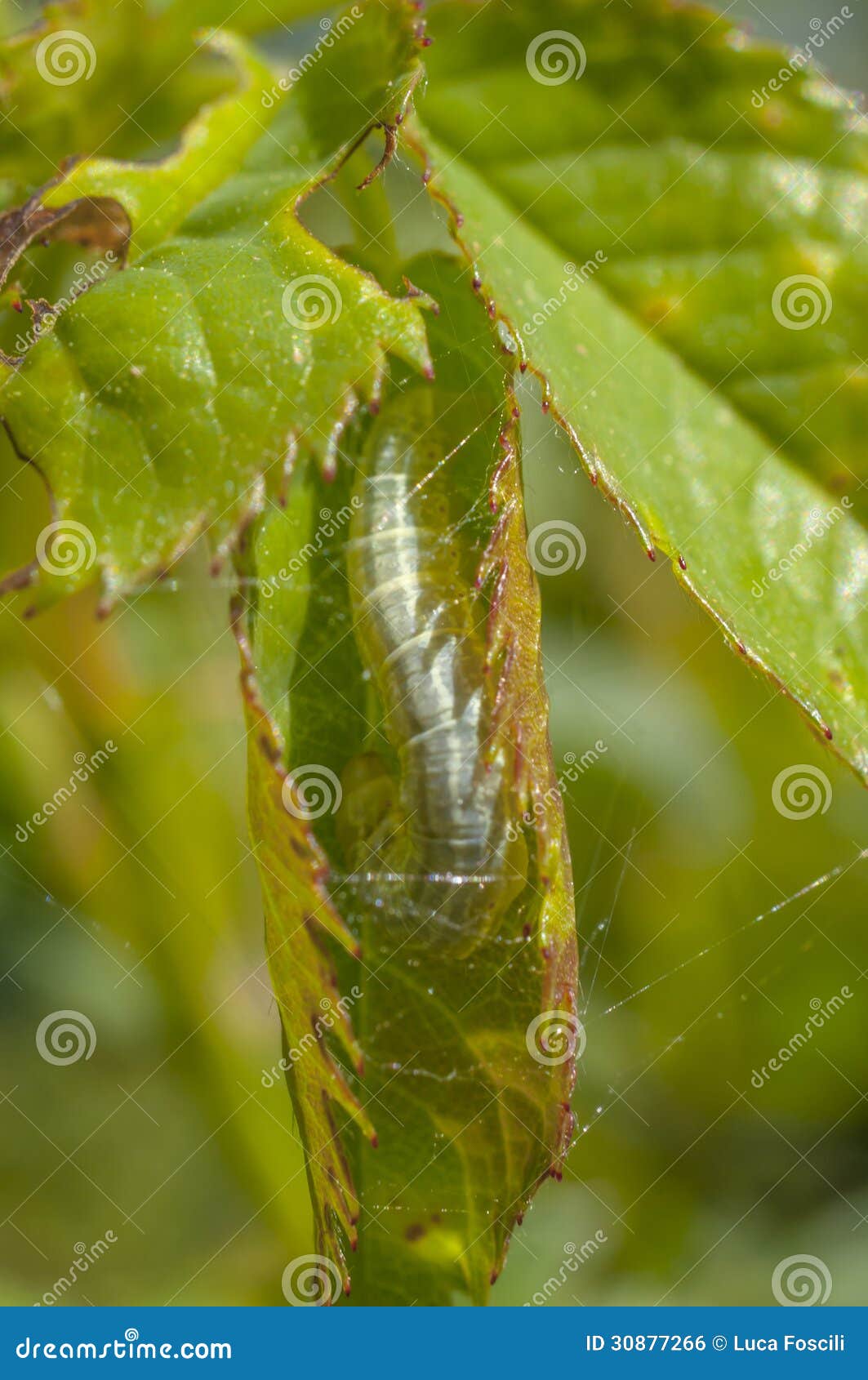 Larva inside a leaf stock photo. Image of vivid, larva - 30877266
