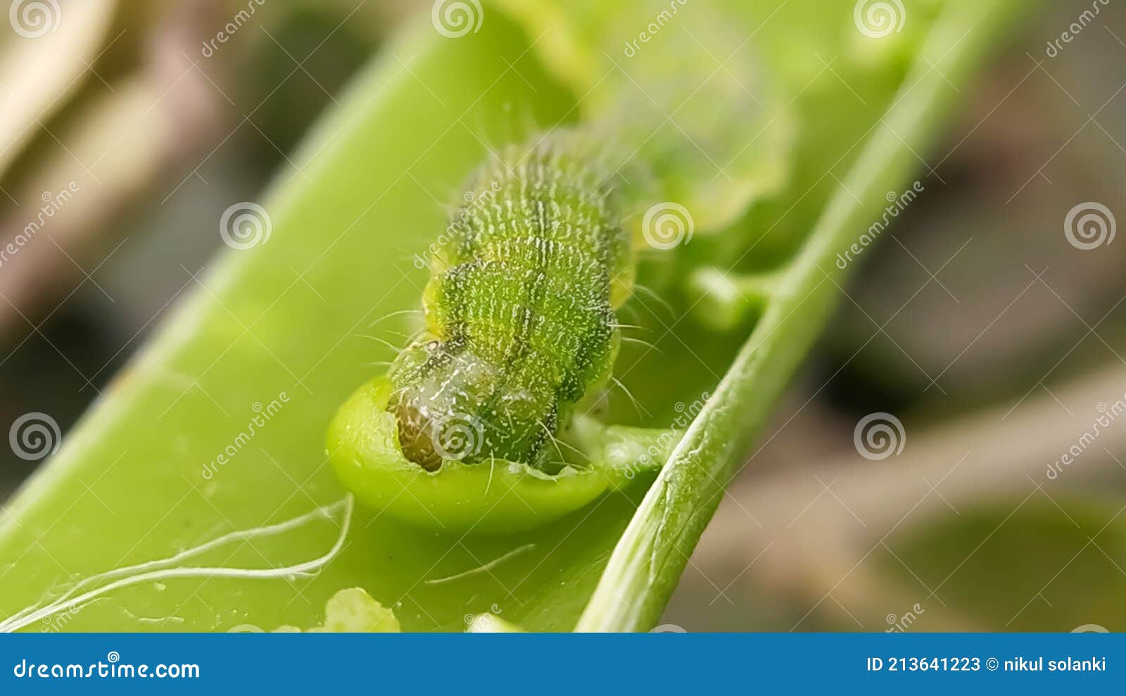 Larva inside pea pod stock image. Image of agricultural - 213641223