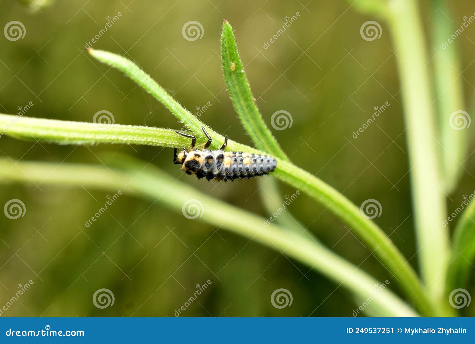 Larva of the Green Midge Lacewing Stock Image - Image of floral, indoor ...