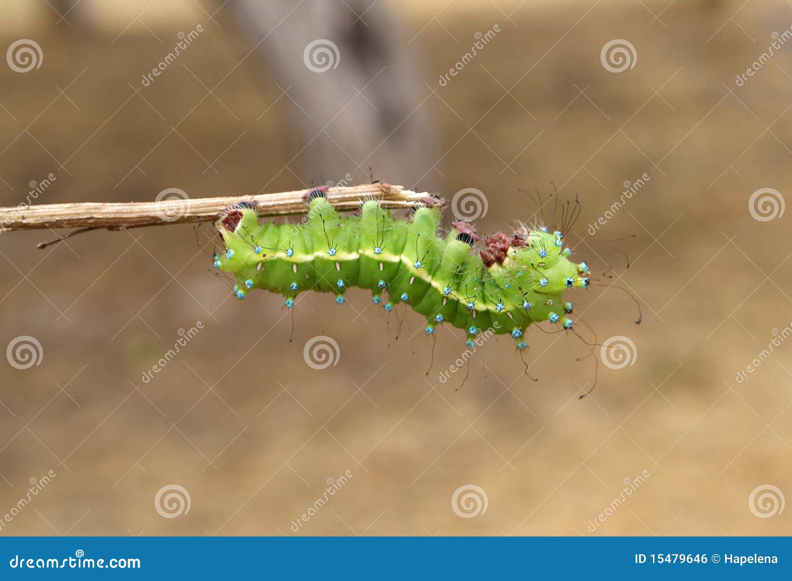 Larva lepidóptera foto de archivo. Imagen de color, coma - 15479646