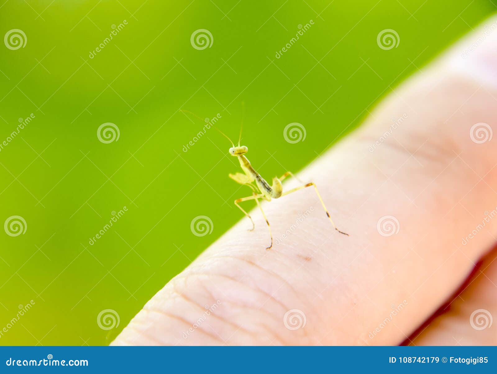 Larva of the Mantis. Nymph Mantis, Growing Insect Stock Image - Image ...