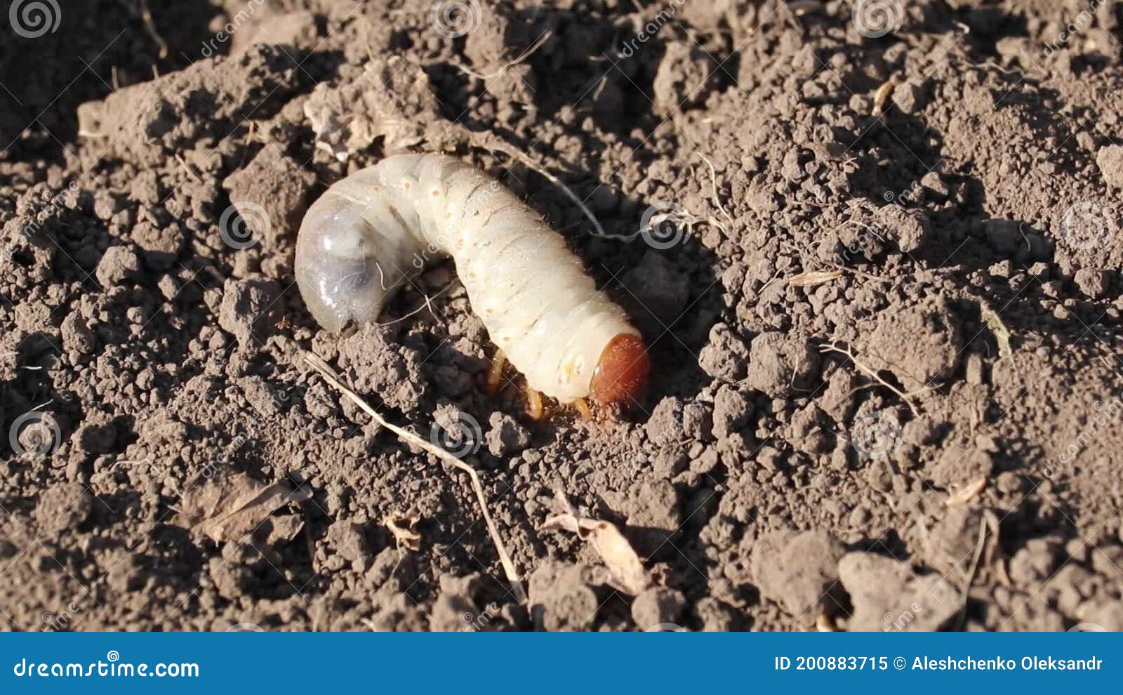 Larva of the May Beetle Burrows into the Ground. Common Cockchafer or ...