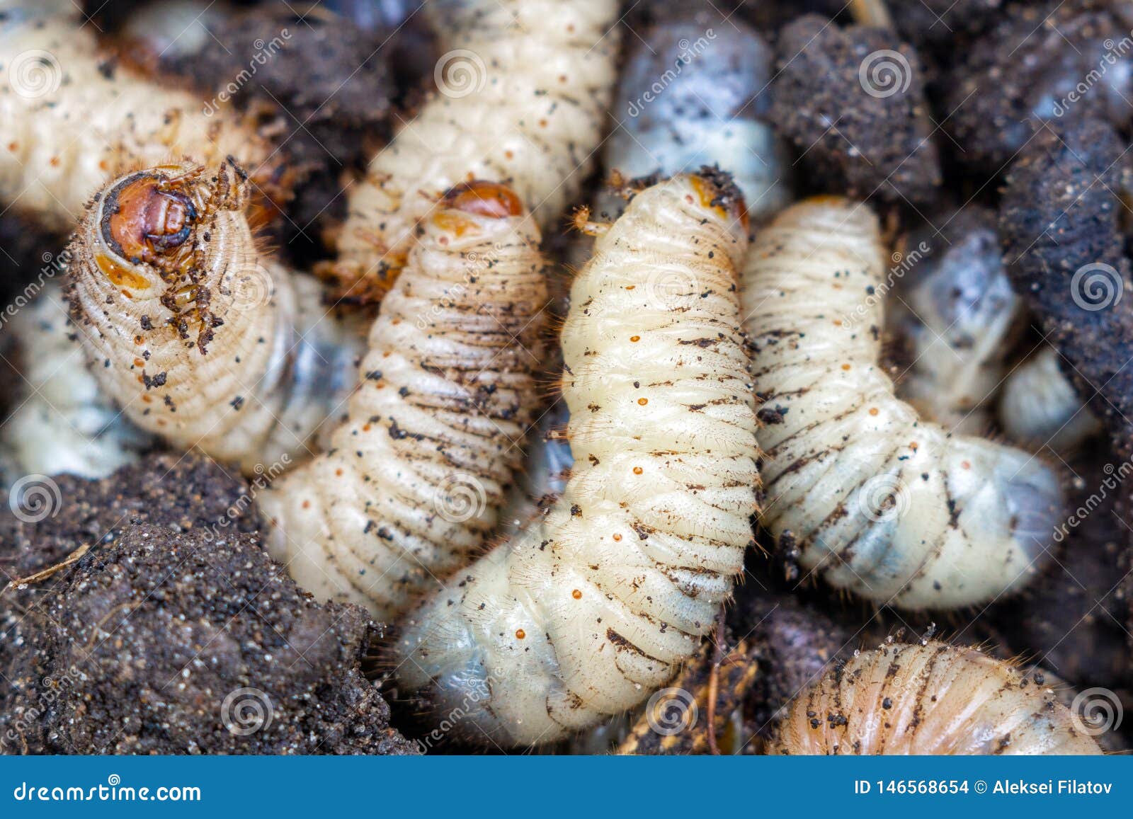 The Larva of the May Beetle Closeup Stock Photo - Image of larva, soil ...