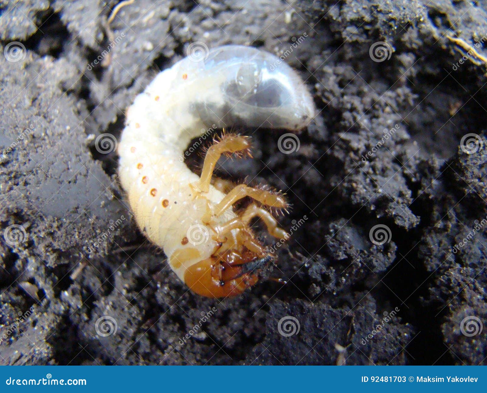 Larva of the may beetle stock image. Image of chafer - 92481703