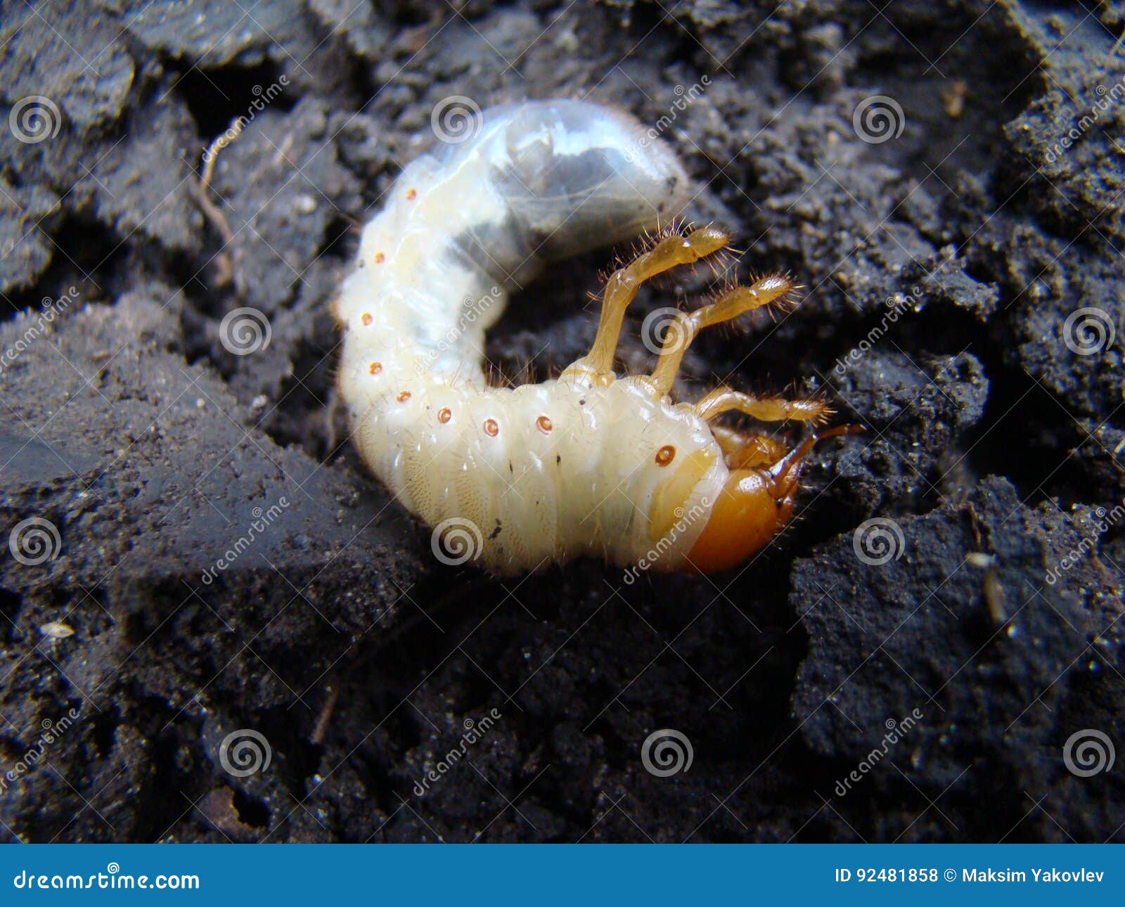 Larva of the may beetle stock photo. Image of cockchafer - 92481858