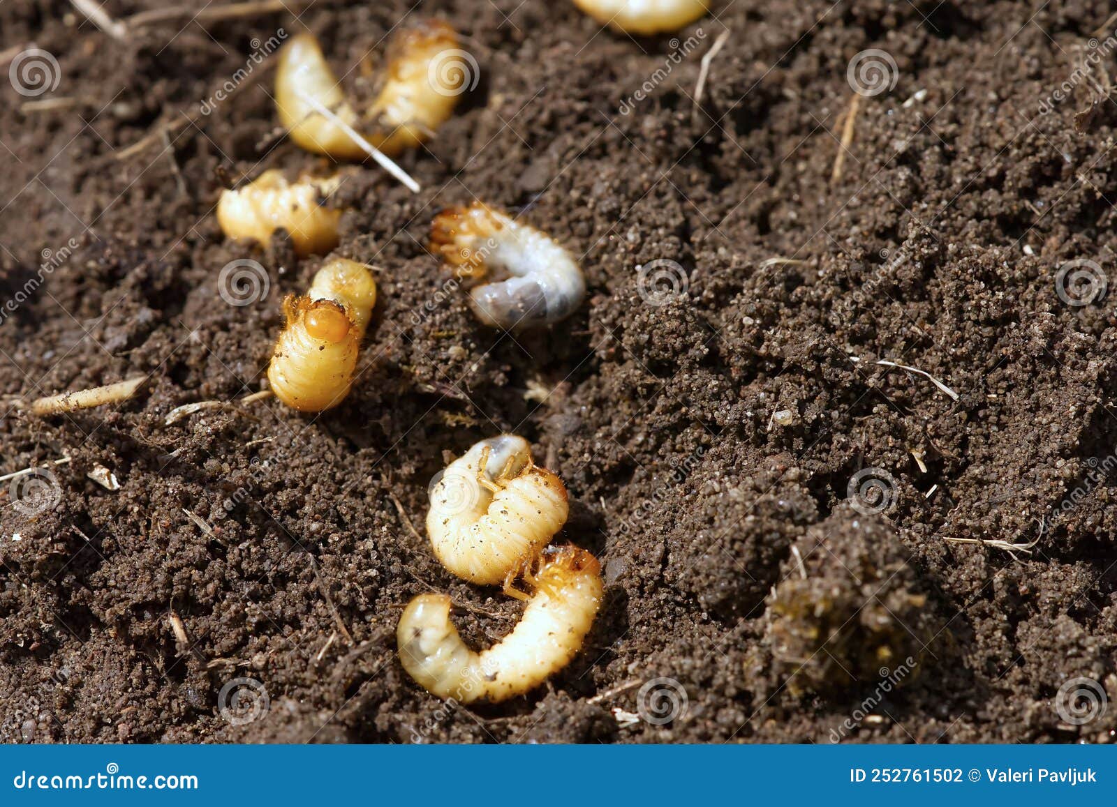 Melolontha Is Close-up. June Bug Larva Is Located On The Bark Of A Tree ...