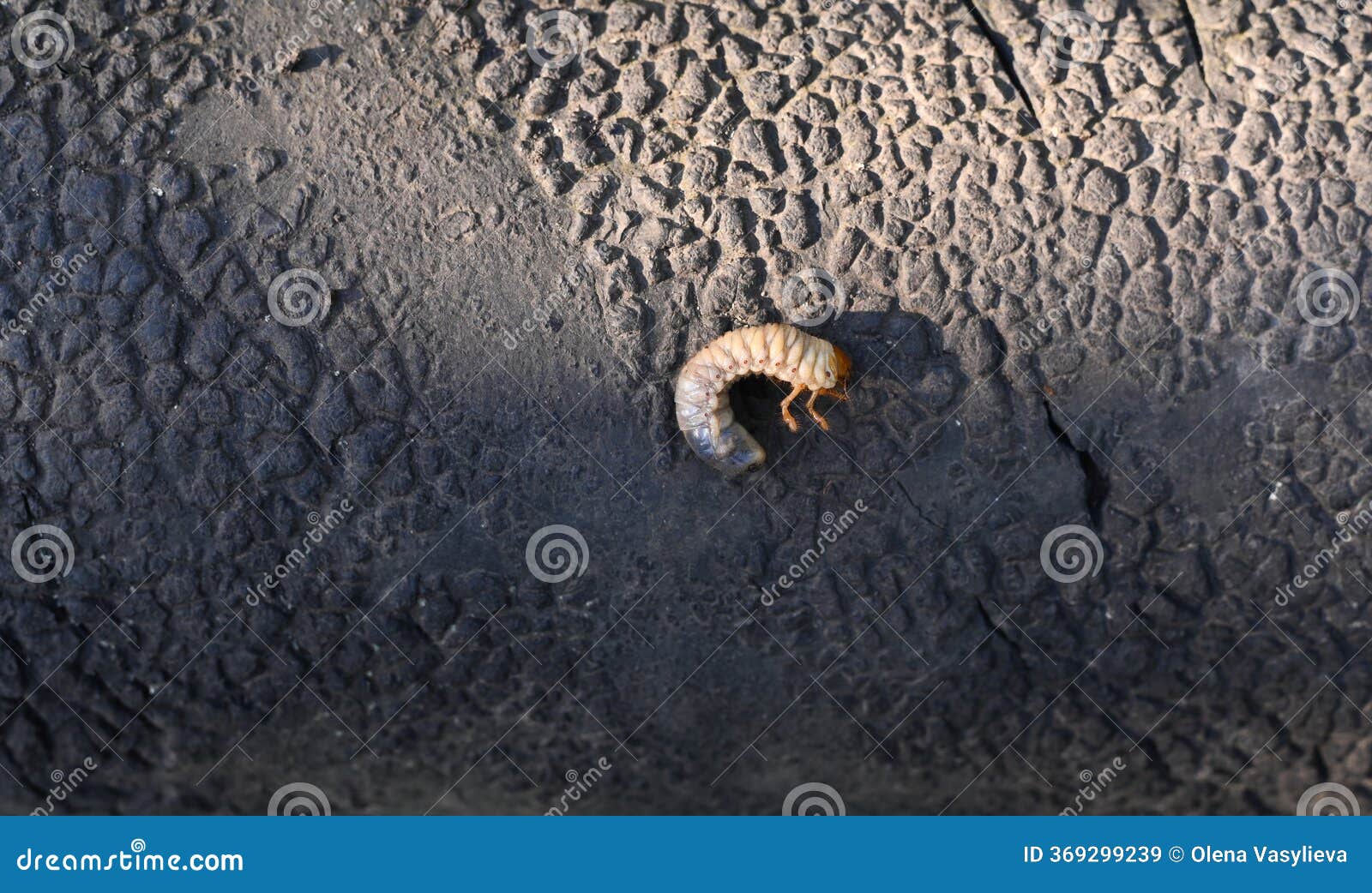 The Larva Of The May Beetle Common Cockchafer Or May Bug Melolontha ...