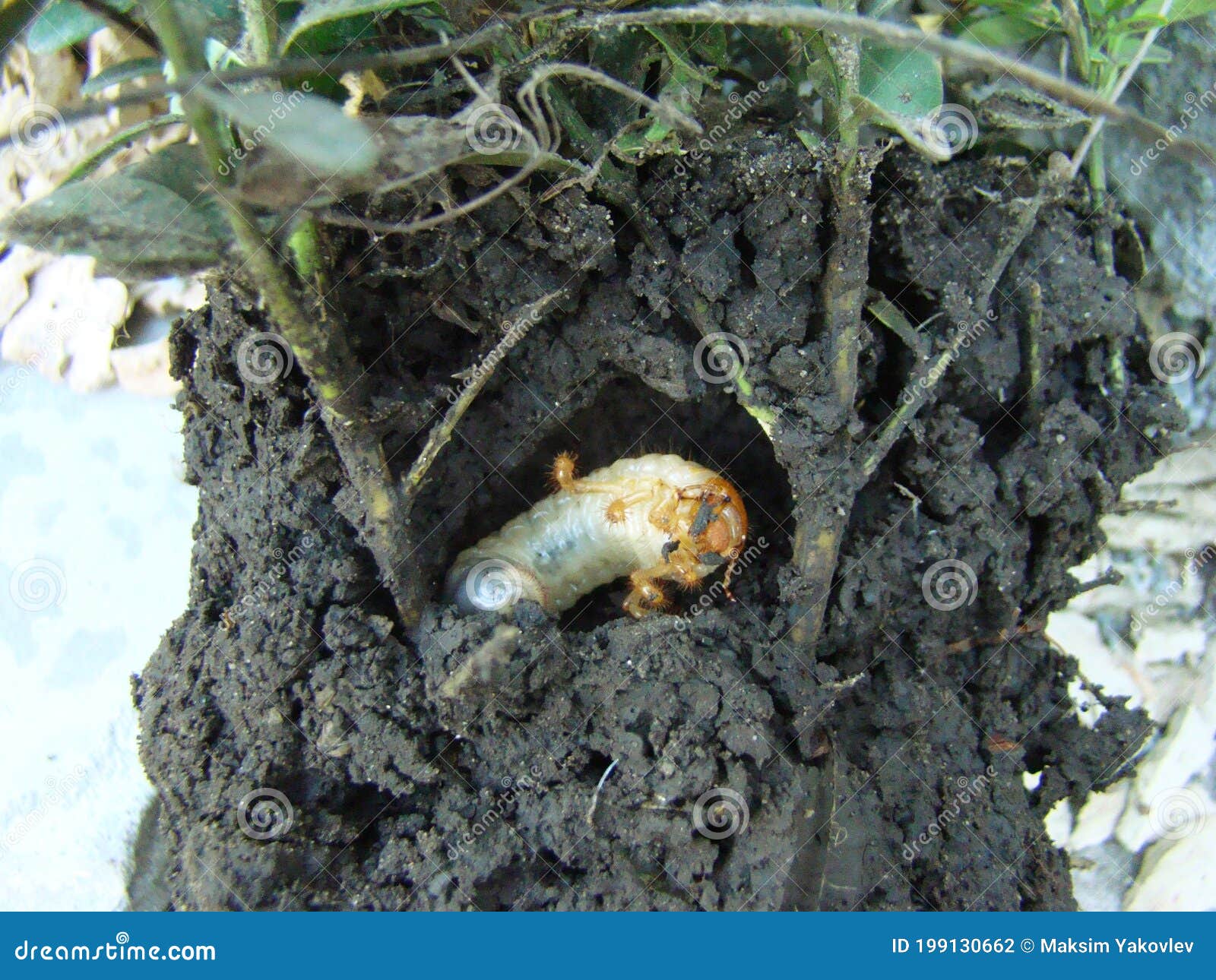 Larva of the may beetle stock photo. Image of digger - 199130662