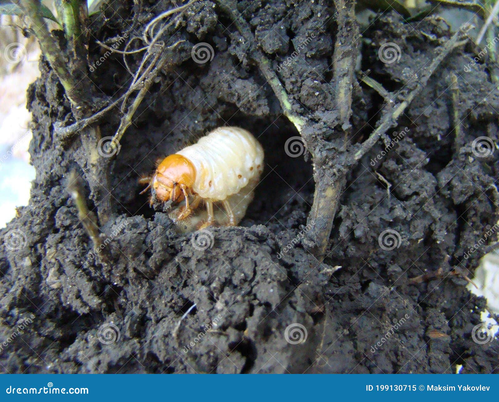 Larva of the may beetle stock image. Image of larva - 199130715