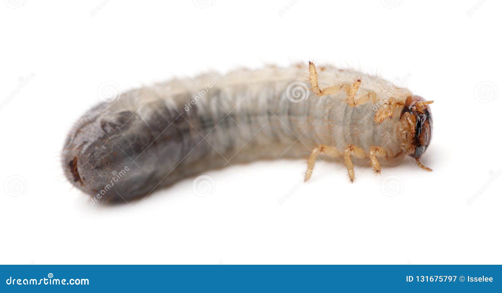 Larva Of Mealworm, Tenebrio Molitor, Against White Background Stock ...