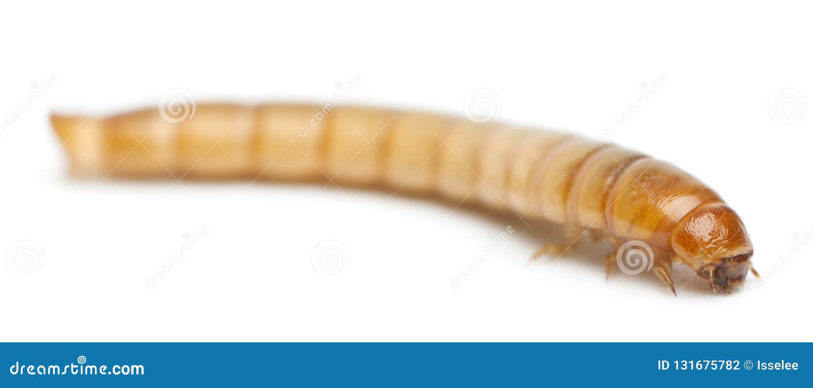 Larva of Mealworm, Tenebrio Molitor Stock Photo - Image of wild, cutout ...