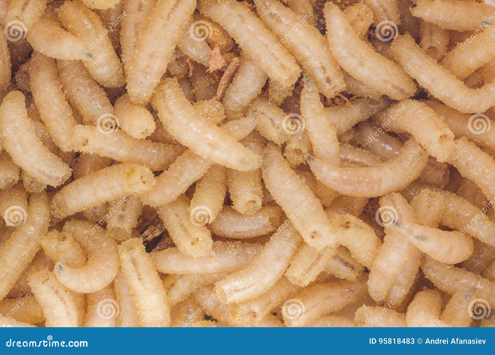 Larva of a Meat Fly in Sawdust, Close-up Stock Image - Image of ...