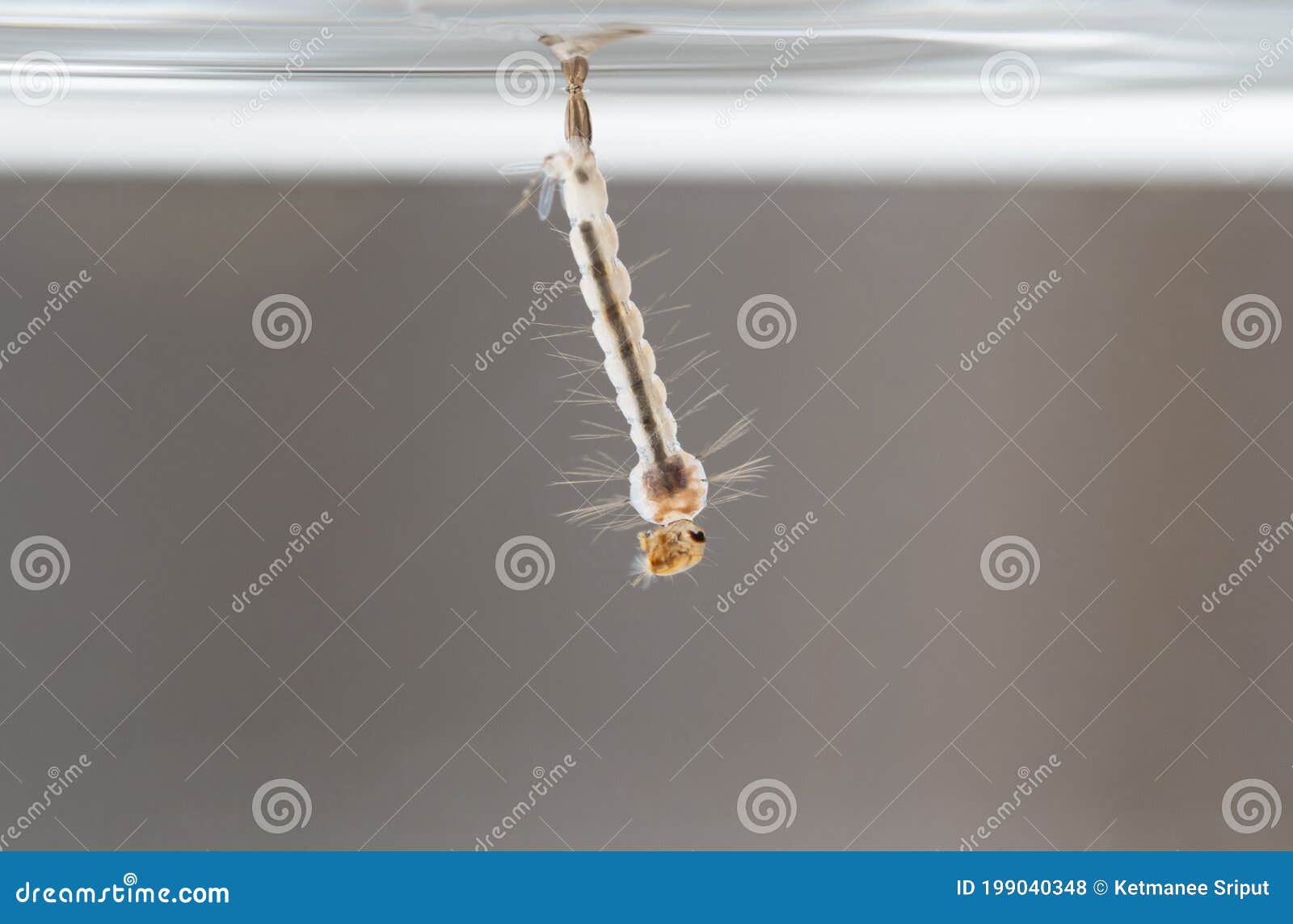 Larva Mosquito in the Water Stock Photo - Image of infant, illness ...
