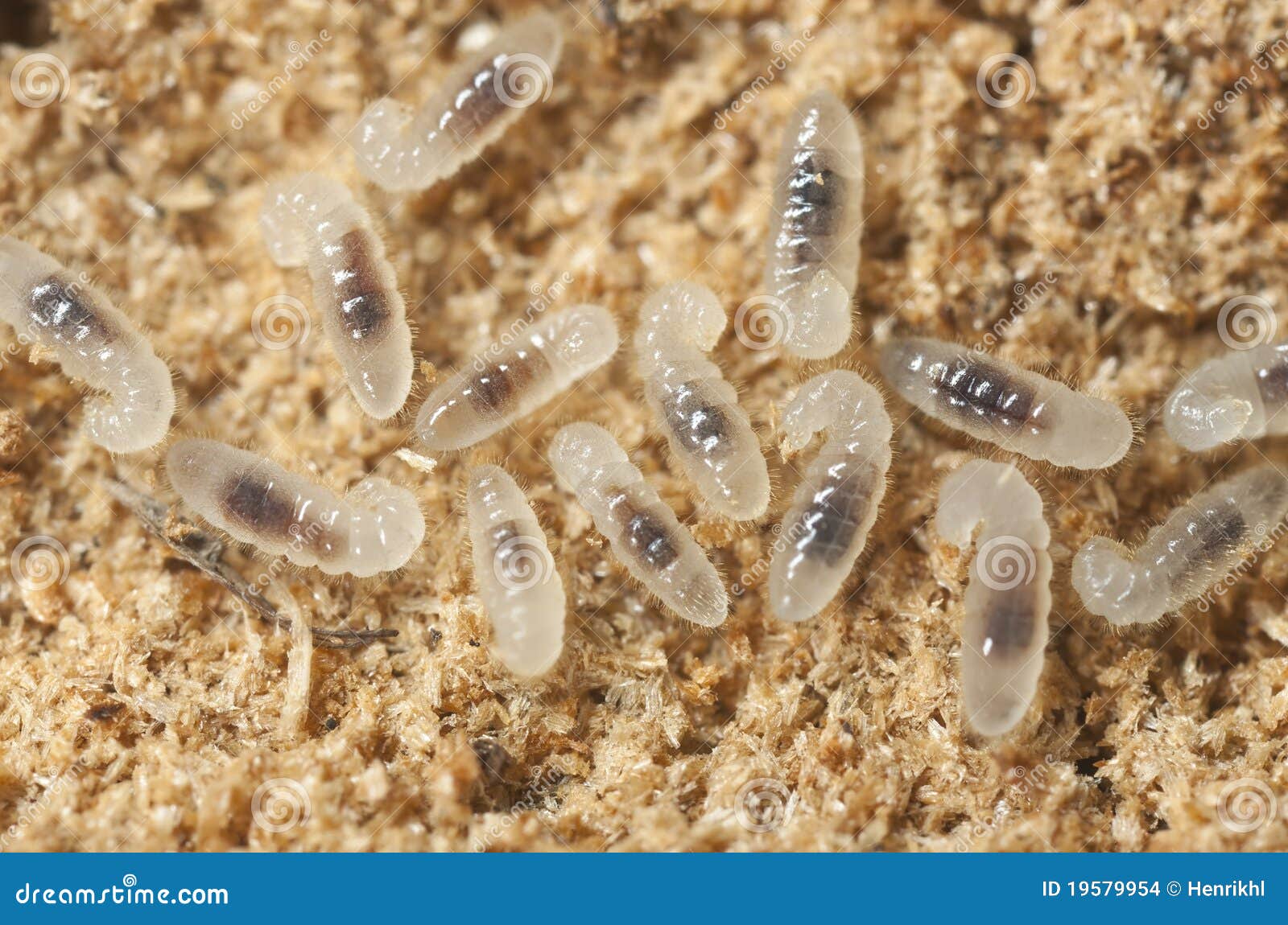 Larva Negra De La Hormiga (Lasius Niger) Foto de archivo - Imagen de ...