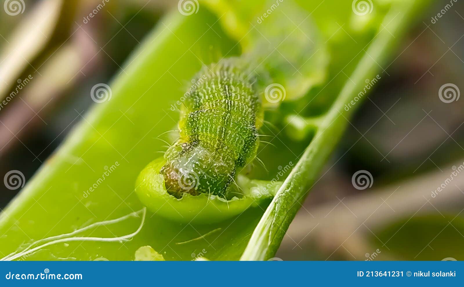 Larva in pea pod stock image. Image of moth, garden - 213641231