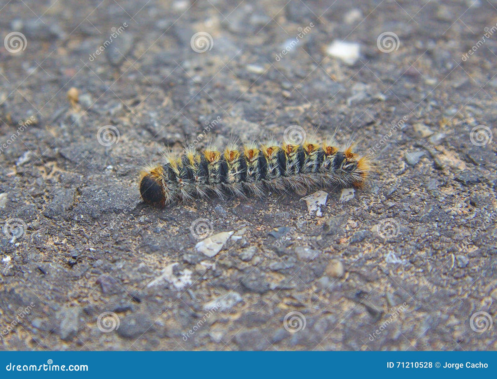 Larva of a Pine Processionary Moth or Thaumetopoea Pityocampa Stock ...