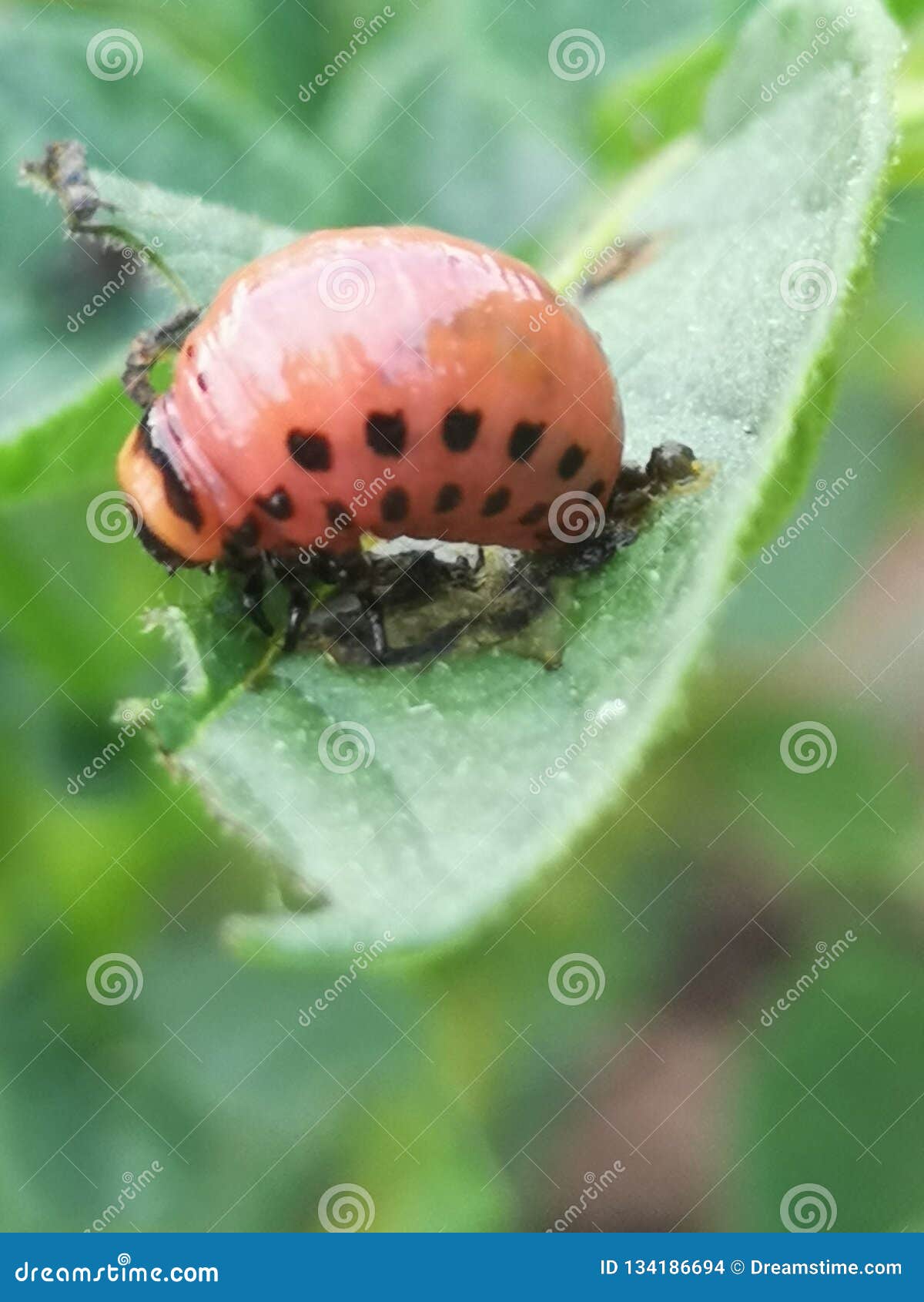 Potato Tuberworm Eats a Leaf Stock Photo - Image of beetle, eats: 134186694