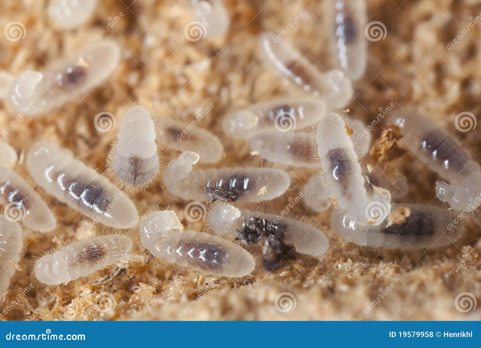 Larva Preta Da Formiga (Lasius Niger) Foto de Stock - Imagem de erro ...