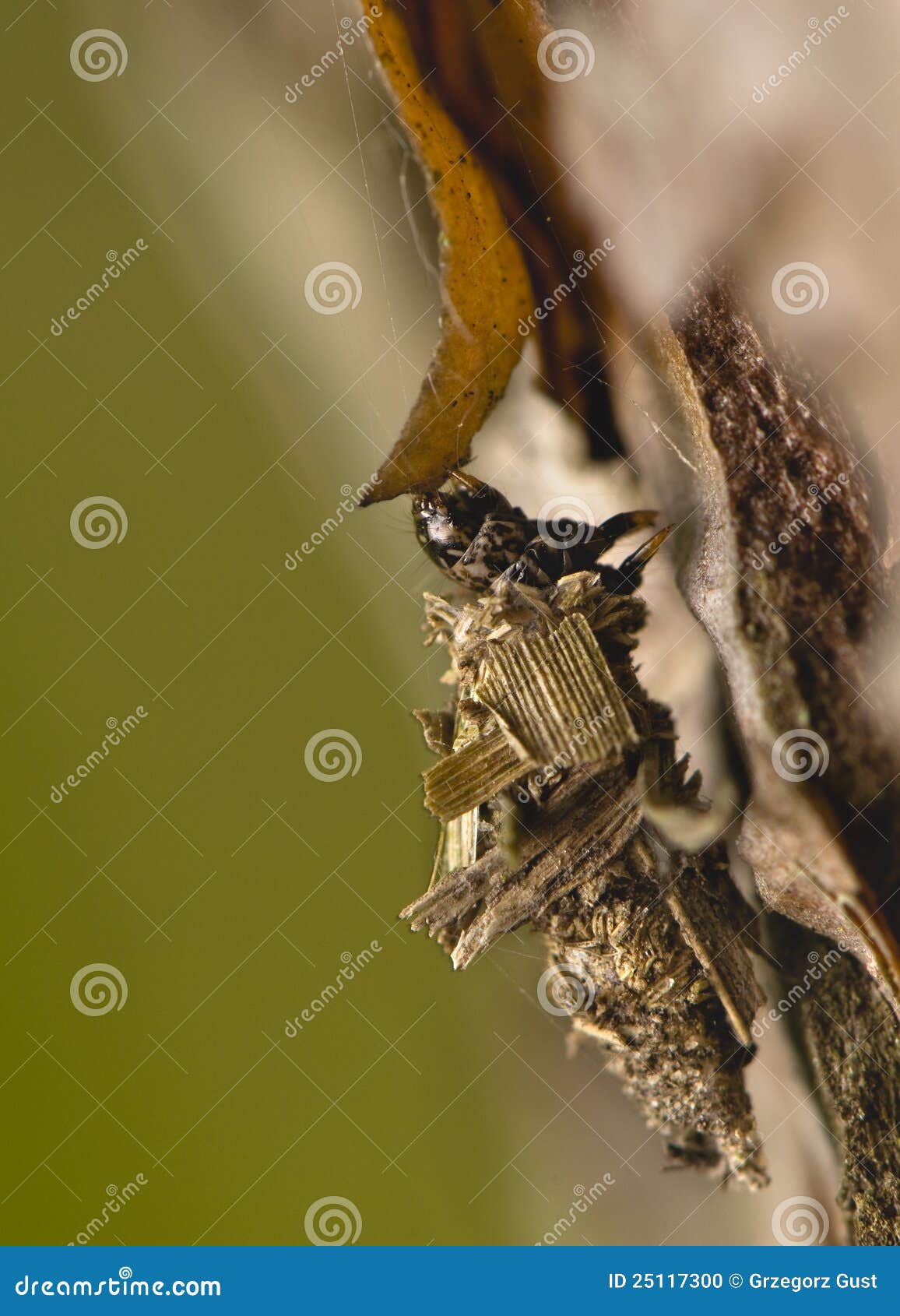 Larva Psychidae stock photo. Image of head, hiding, psyche - 25117300