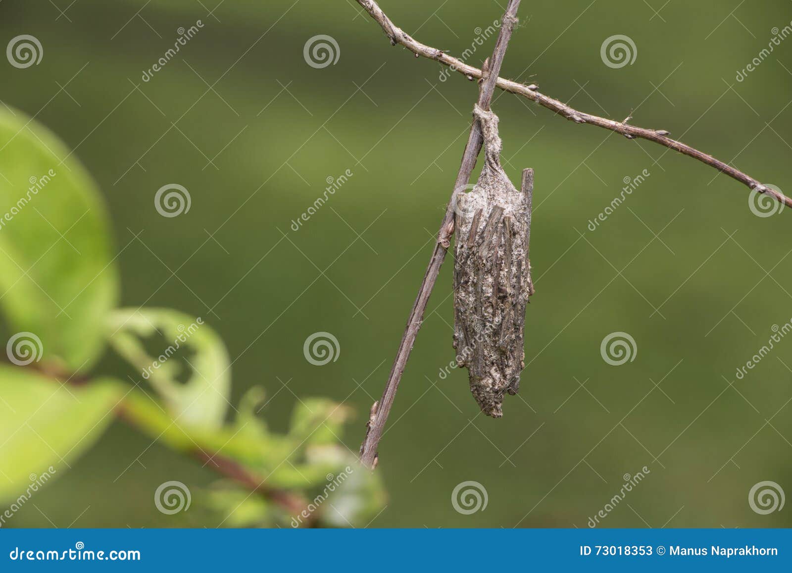 Larva Psychidae immagine stock. Immagine di nave, ramoscello - 73018353