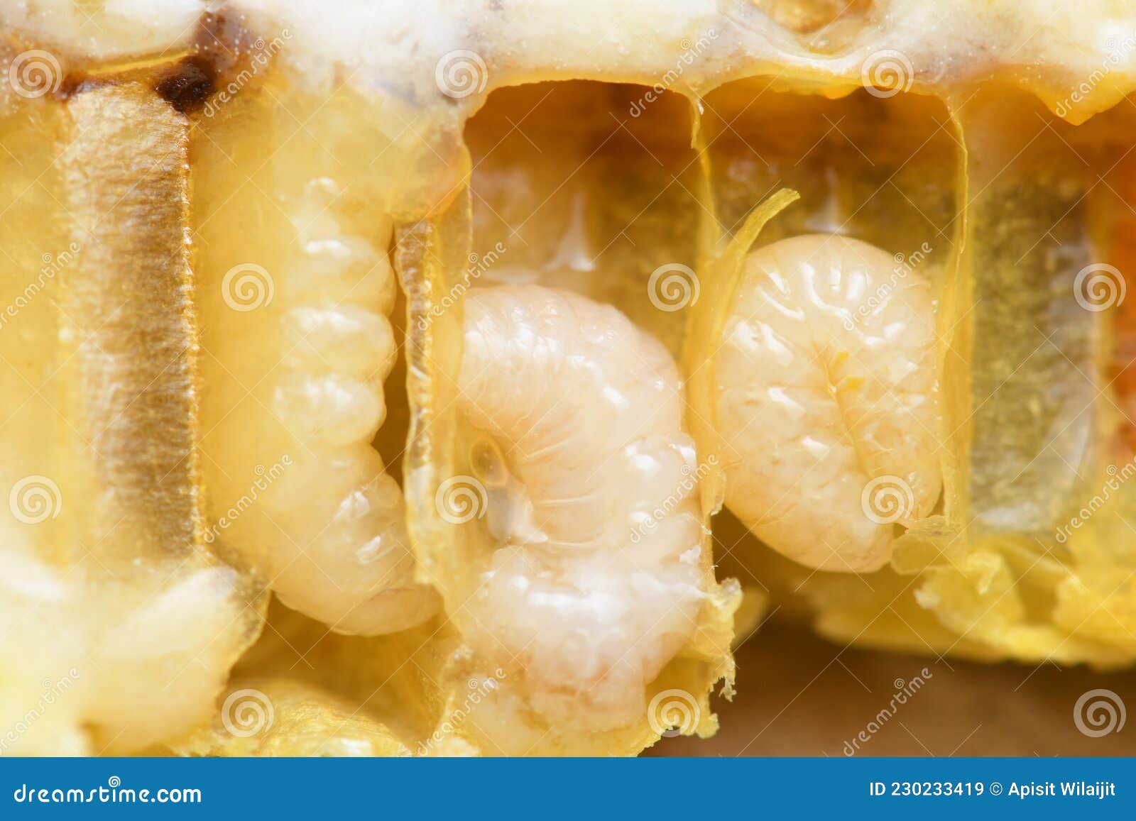 Larva and Pupa Honey Bee in Beehive. Stock Image - Image of leaf, grass ...