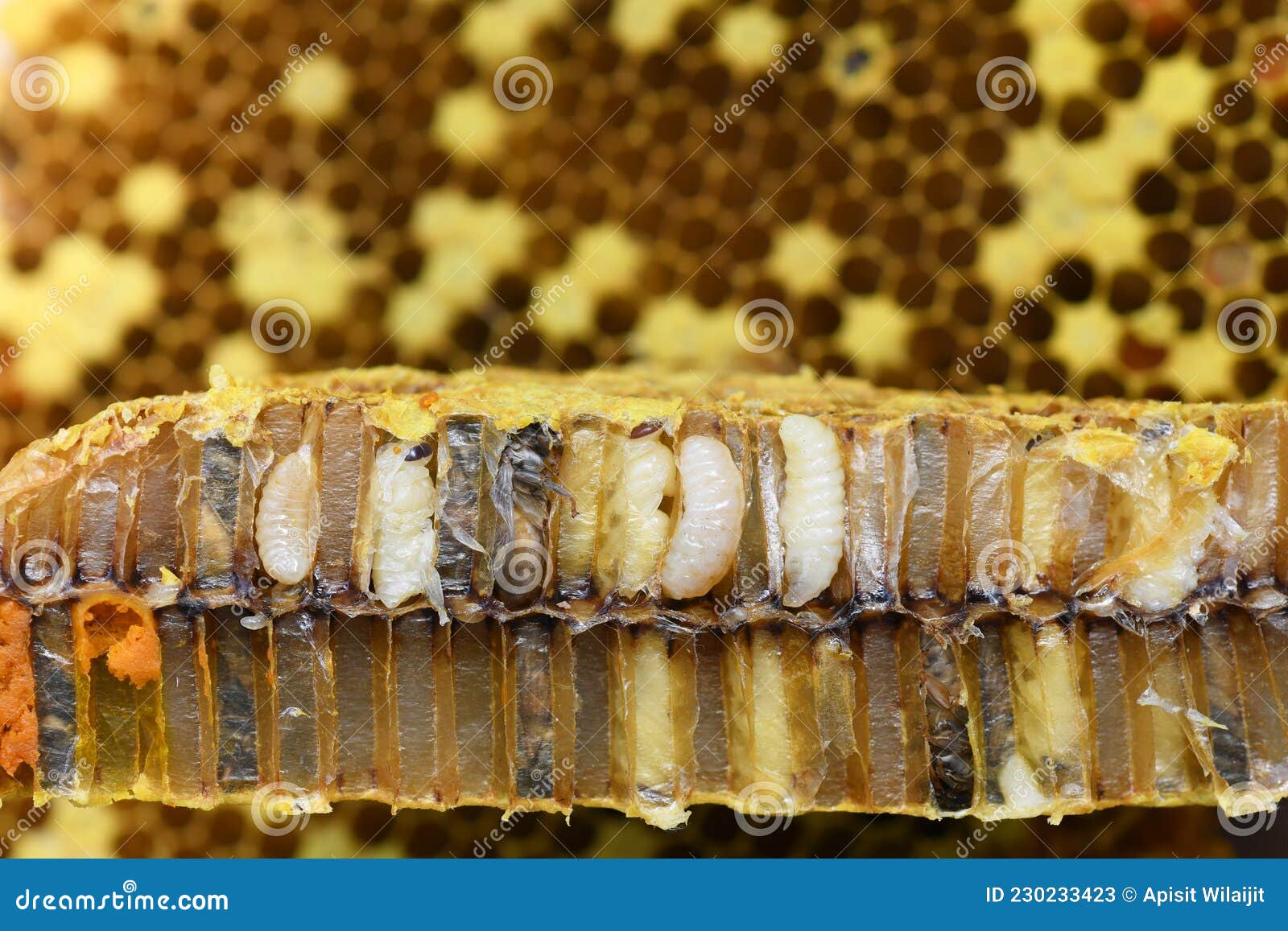Larva and Pupa Honey Bee in Beehive. Stock Image - Image of objects ...