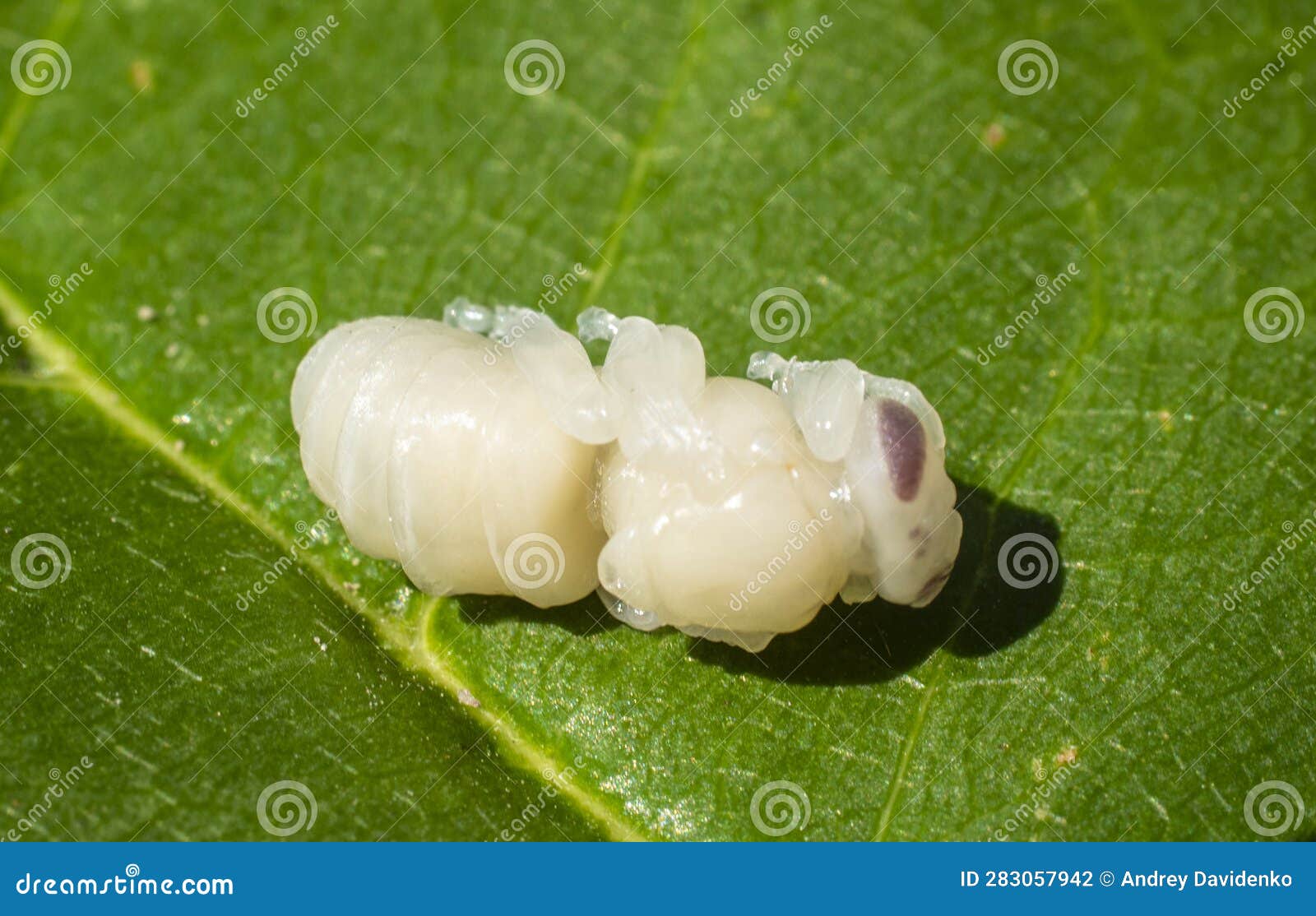 Larva of queen bee stock photo. Image of birth, developmental - 283057942