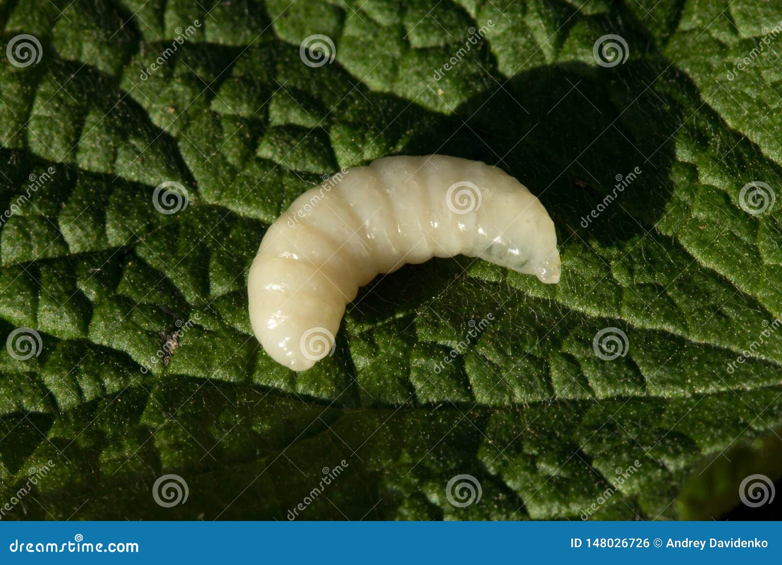 Larva of queen bee stock photo. Image of development - 148026726