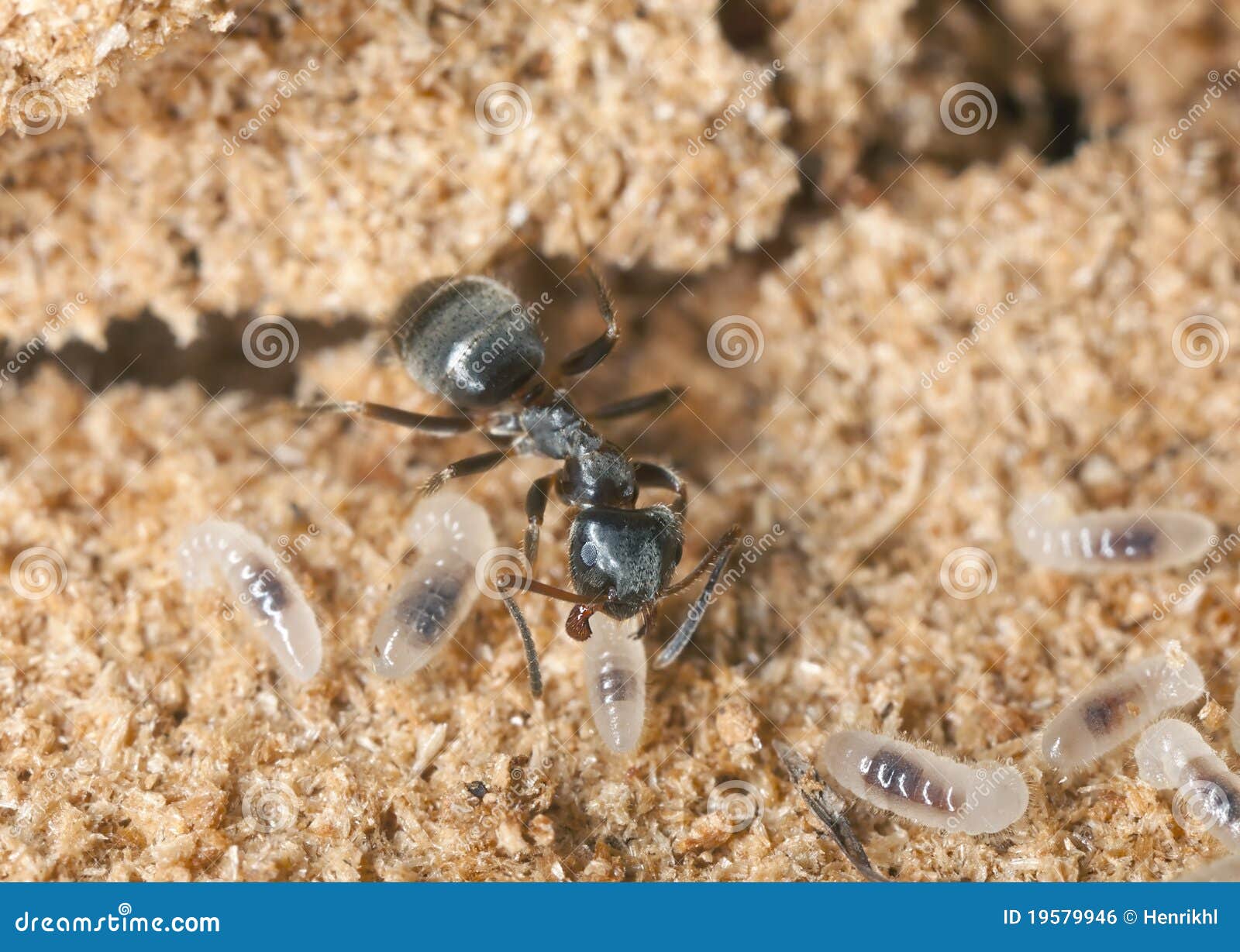 Larva Resquing Nera Della Formica (Lasius Niger) Fotografia Stock ...