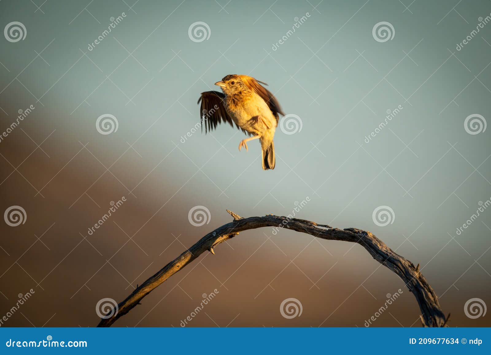 Larva Rufousnaped Despegando De La Rama Curvada Foto de archivo ...