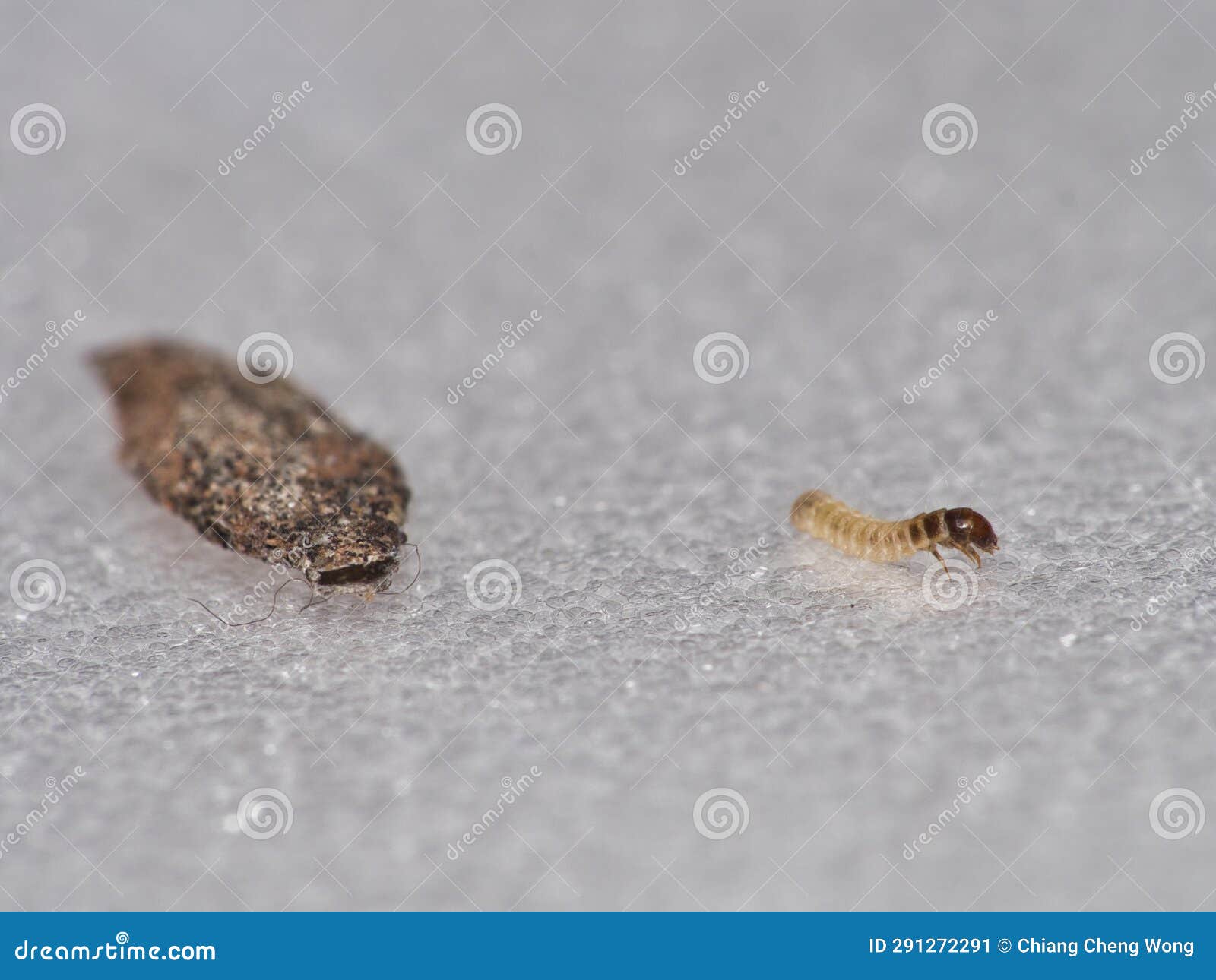 Larva of Tinea Pelionella Moth Leaving Her Snug Case on a White Texture ...