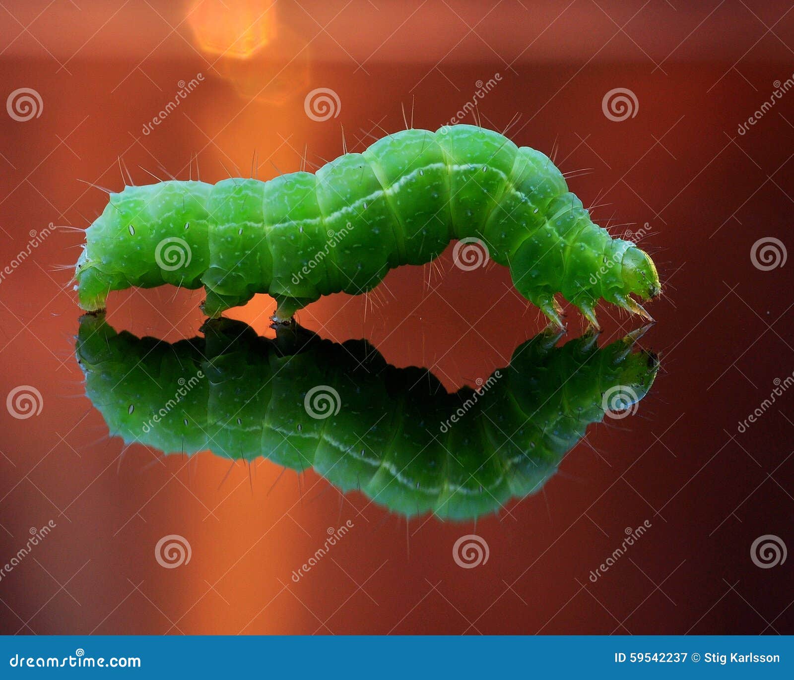 Larva verde imagen de archivo. Imagen de colgante, verde - 59542237