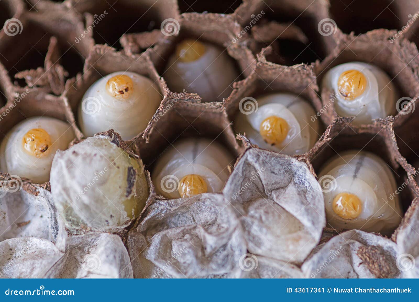 Larva wasps stock image. Image of hexagon, background - 43617341