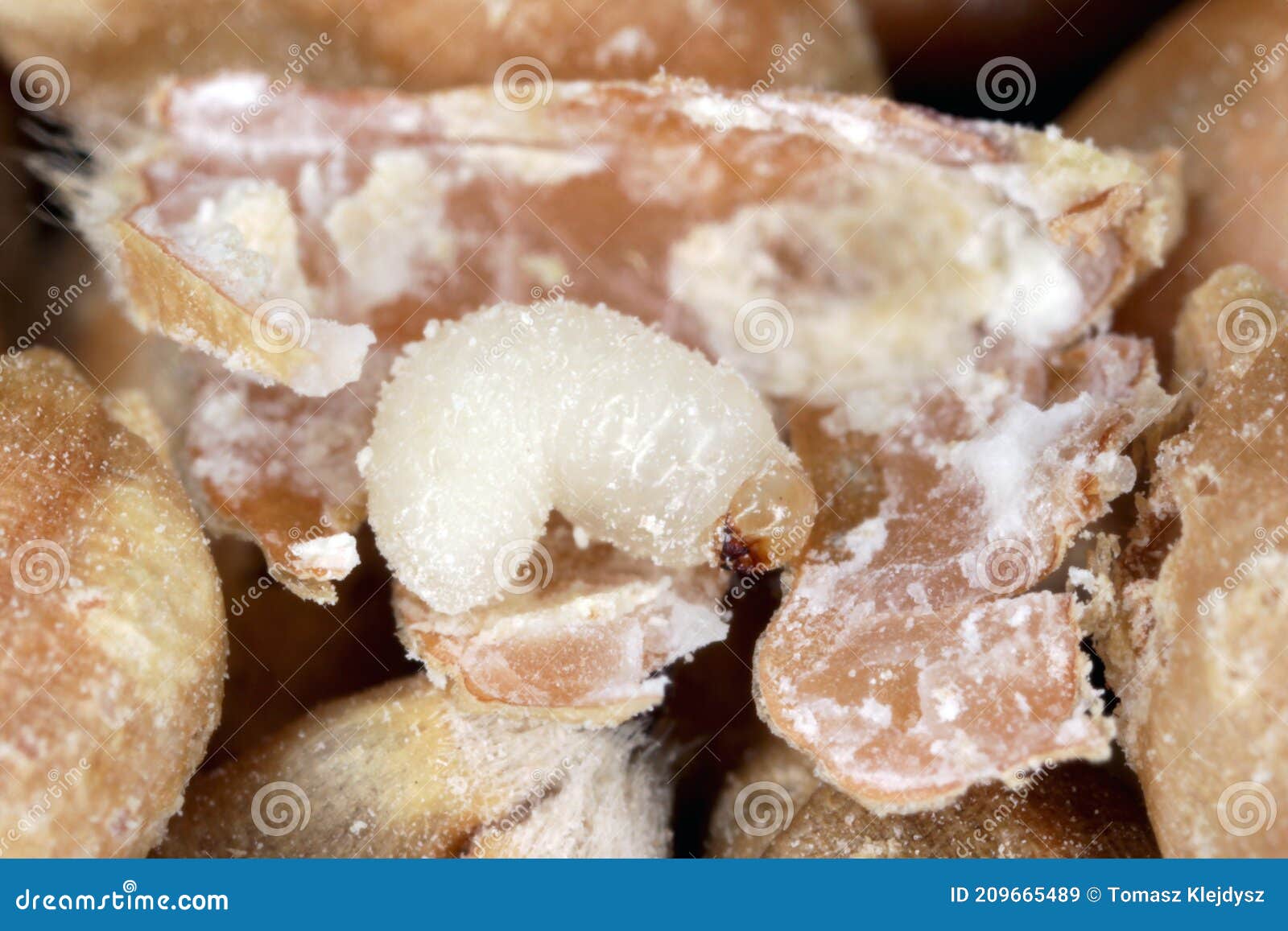 Wheat Weevil Sitophilus Granarius Larwa Removed From Wheat Grain Stock ...
