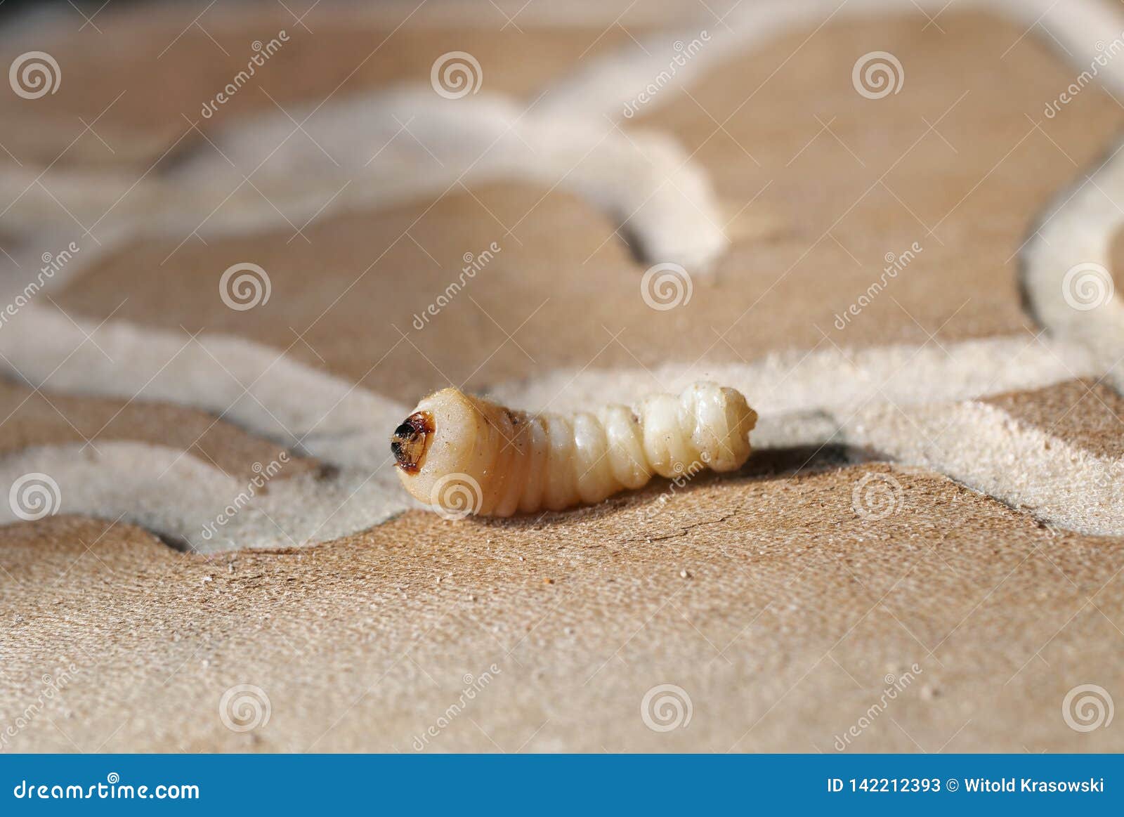 Larva Of Woodworm Lives Under Pine Bark. Common Furniture Beetle Stock ...