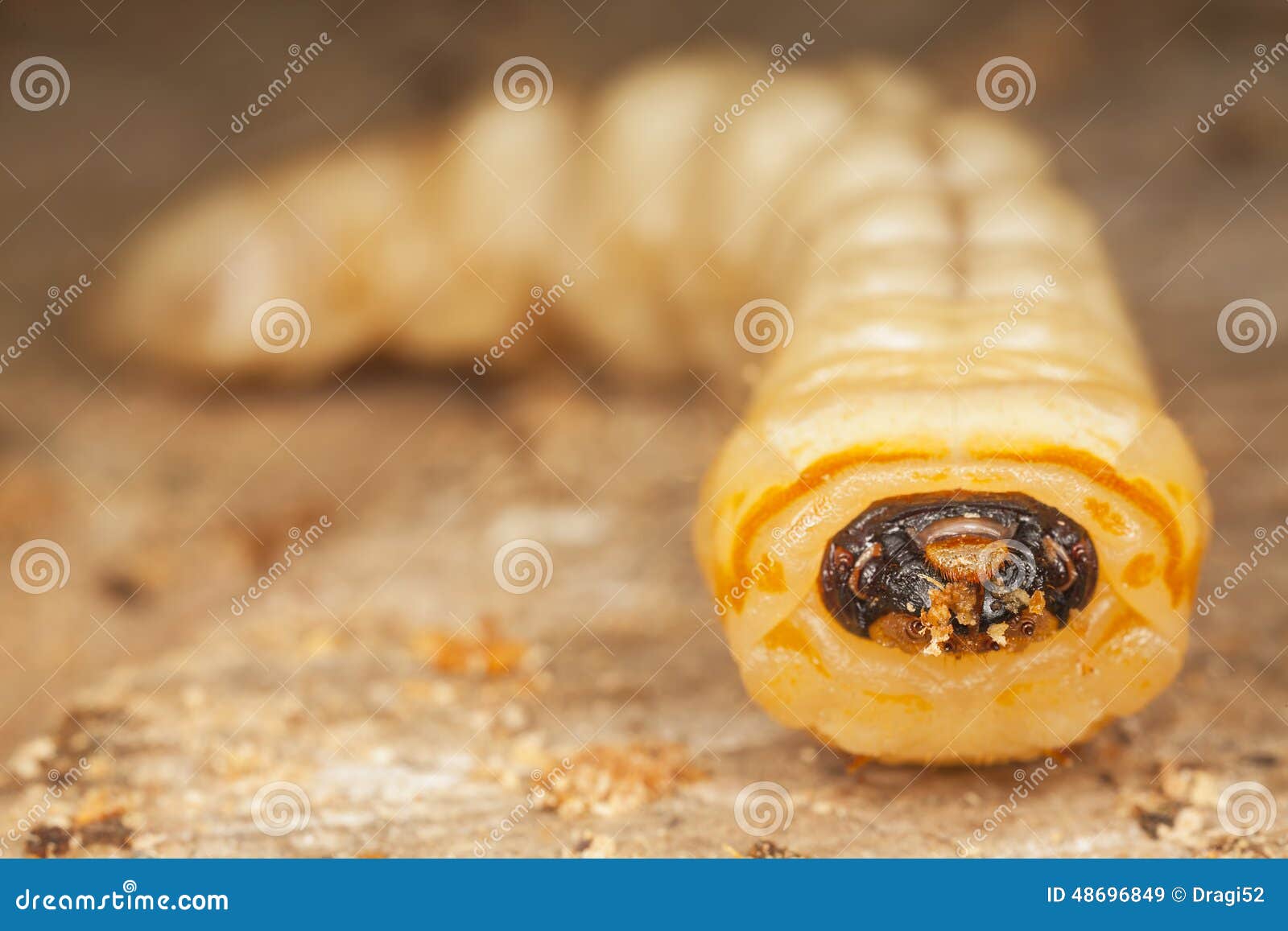 Larva of Worms Came Out of the Tree Stock Image - Image of fishing ...