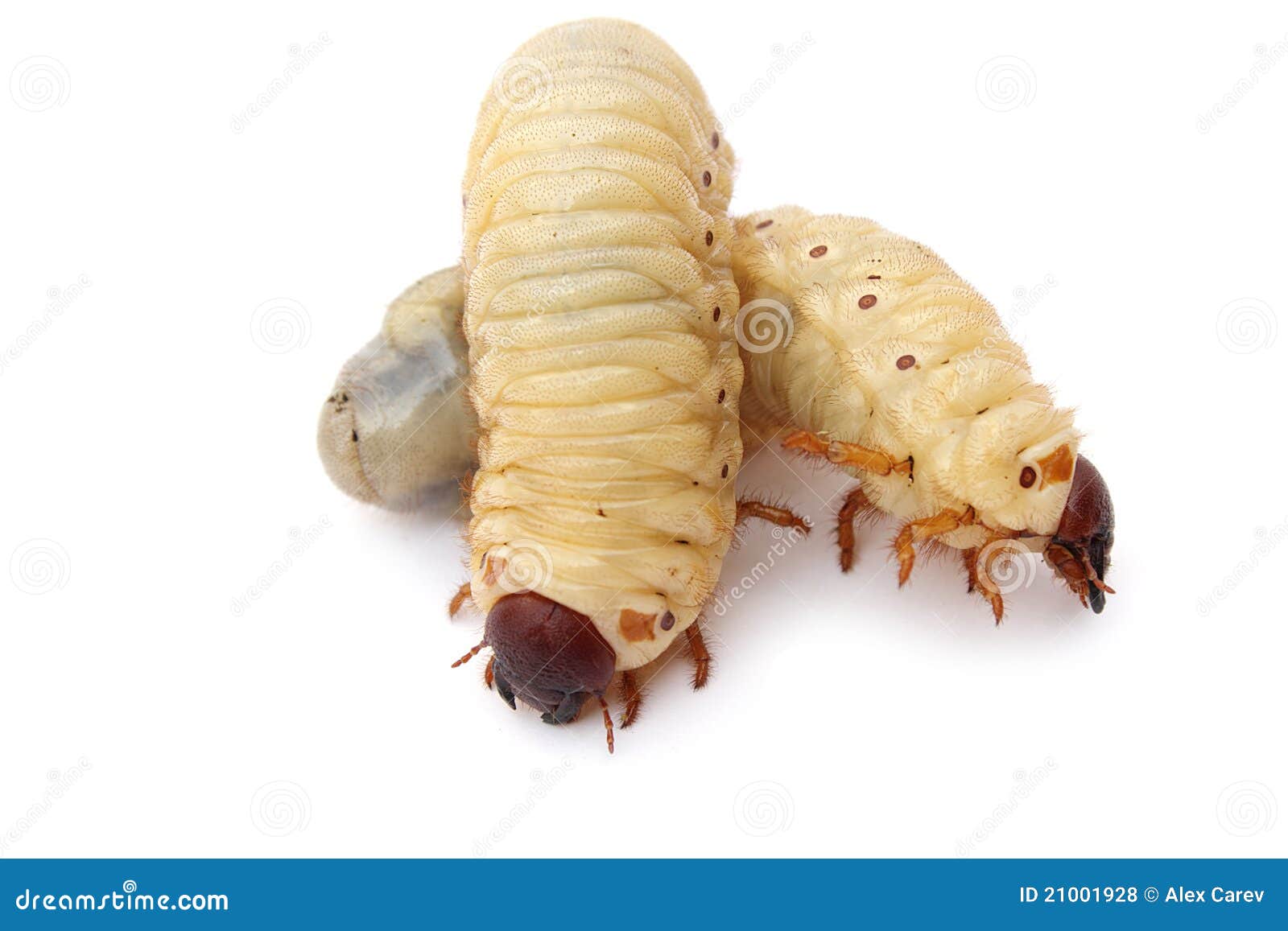 Larvae stock photo. Image of wildlife, larva, fauna, insect - 21001928