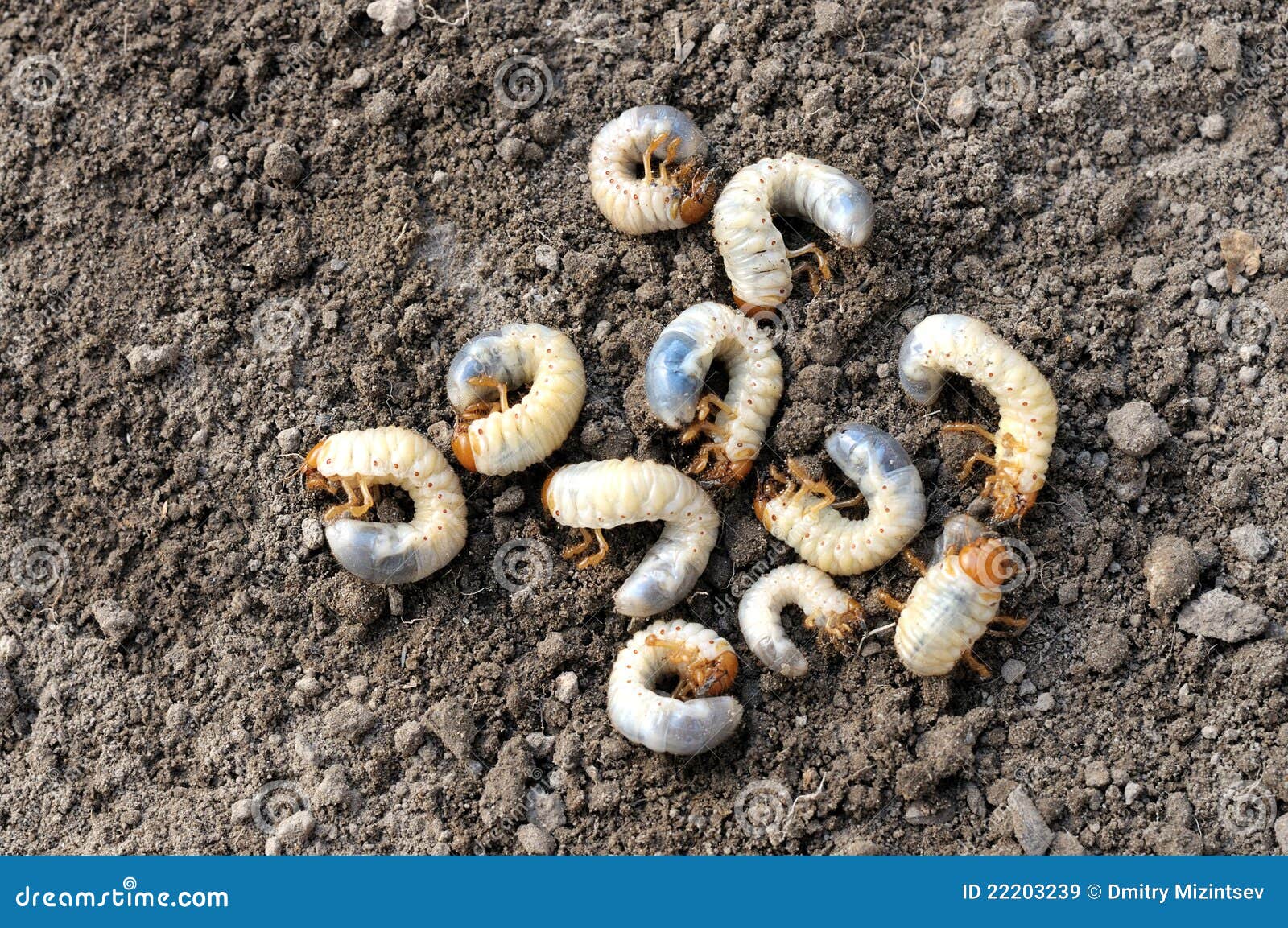Larvae stock image. Image of closeup, pest, science, beetle - 22203239