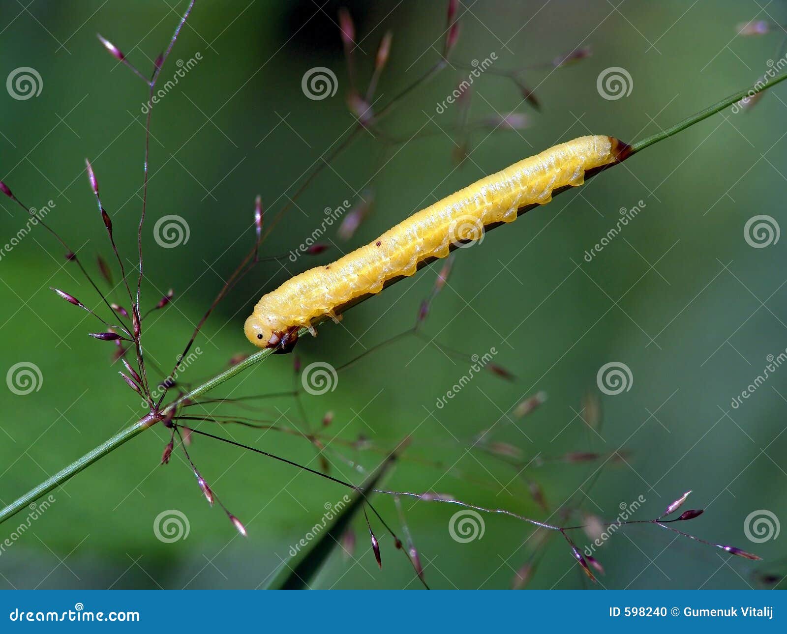 Larvae. stock photo. Image of yellow, entomology, symphyta - 598240