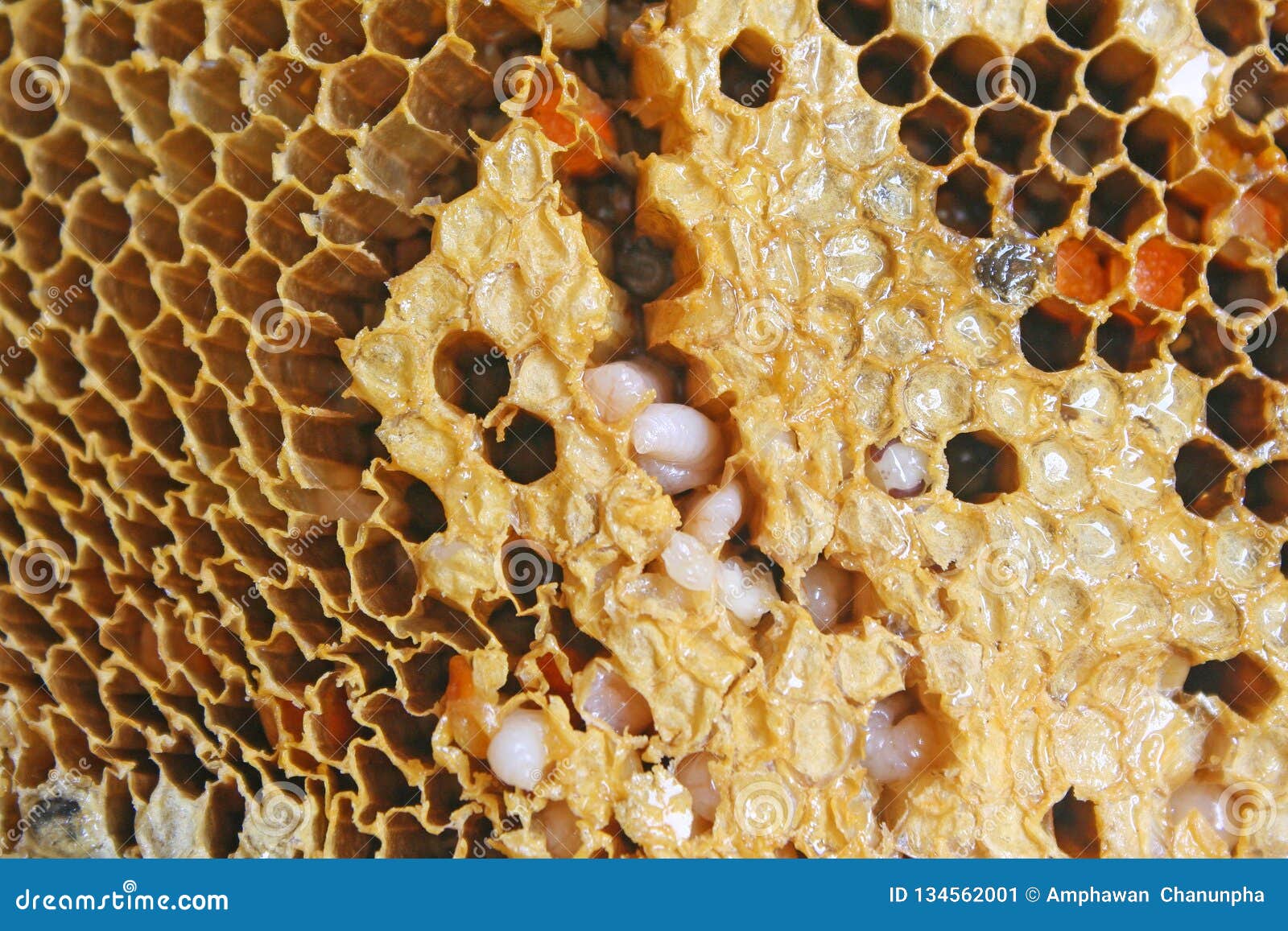 Larvae of bee in honeycomb stock image. Image of close - 134562001