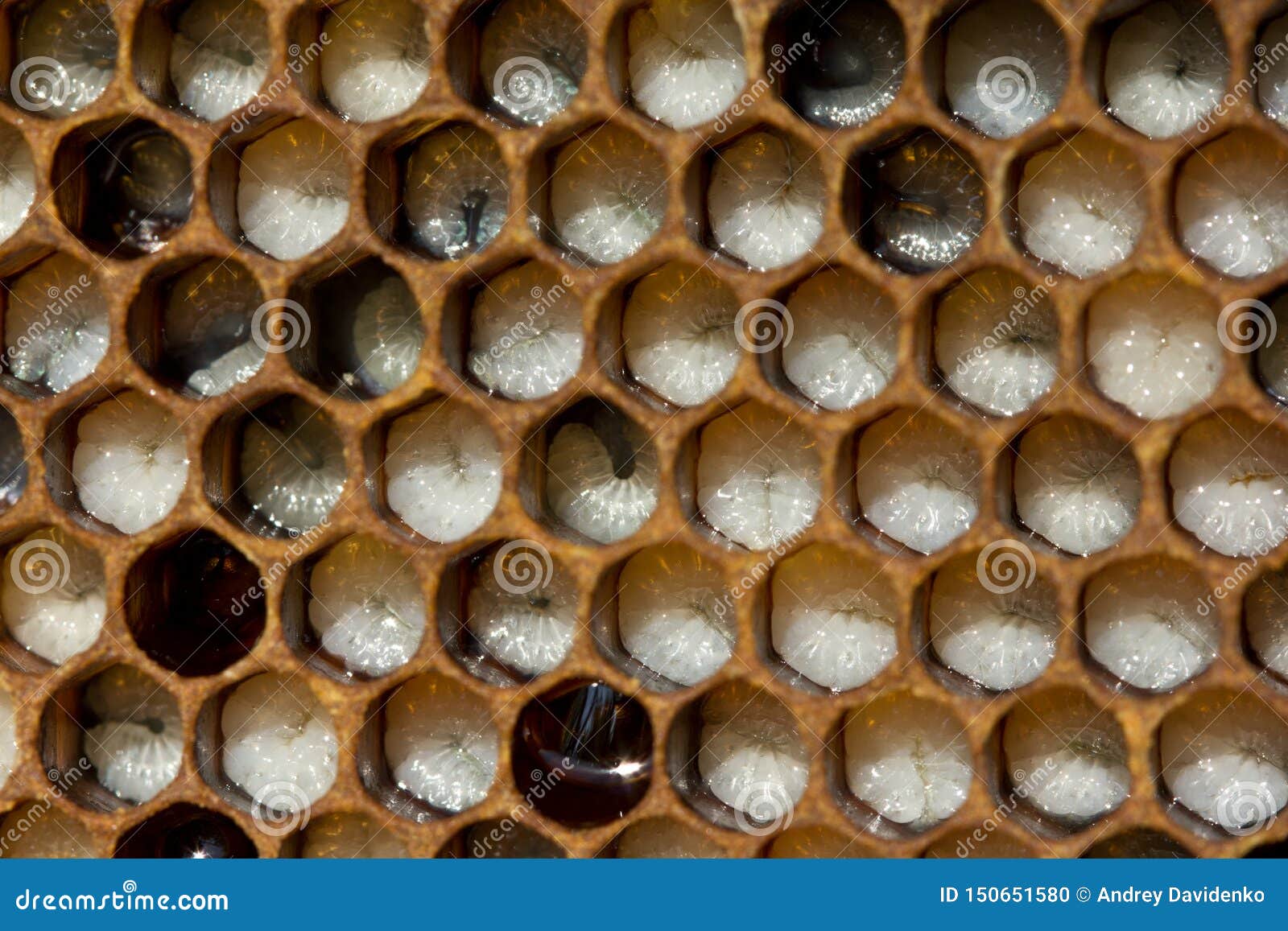 Bee Honeycombs are Developing Larvae of Insects. Larvae of Bees Stock ...