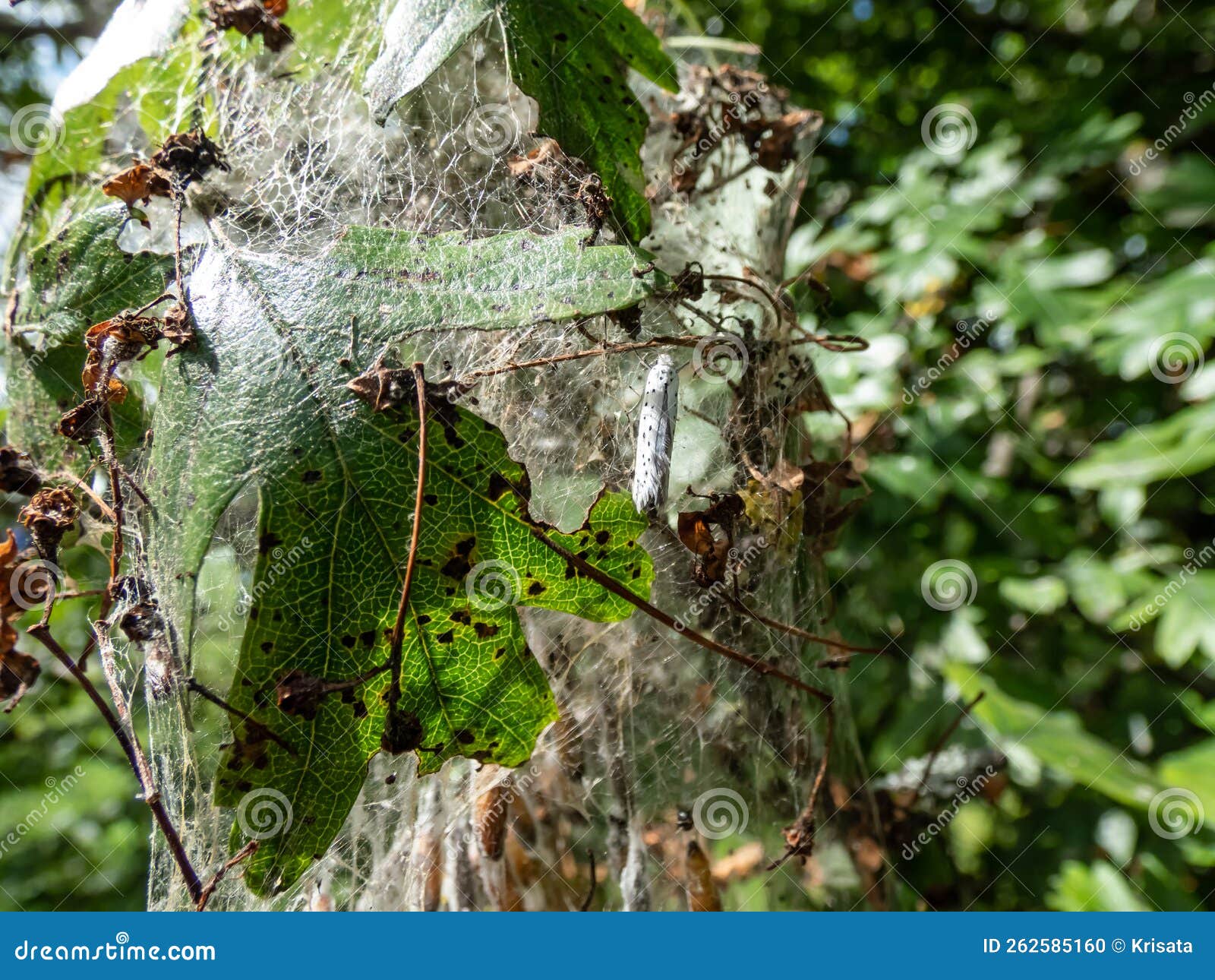 Larvae Of The Bird-cherry Ermine (Yponomeuta Evonymella) In Their ...