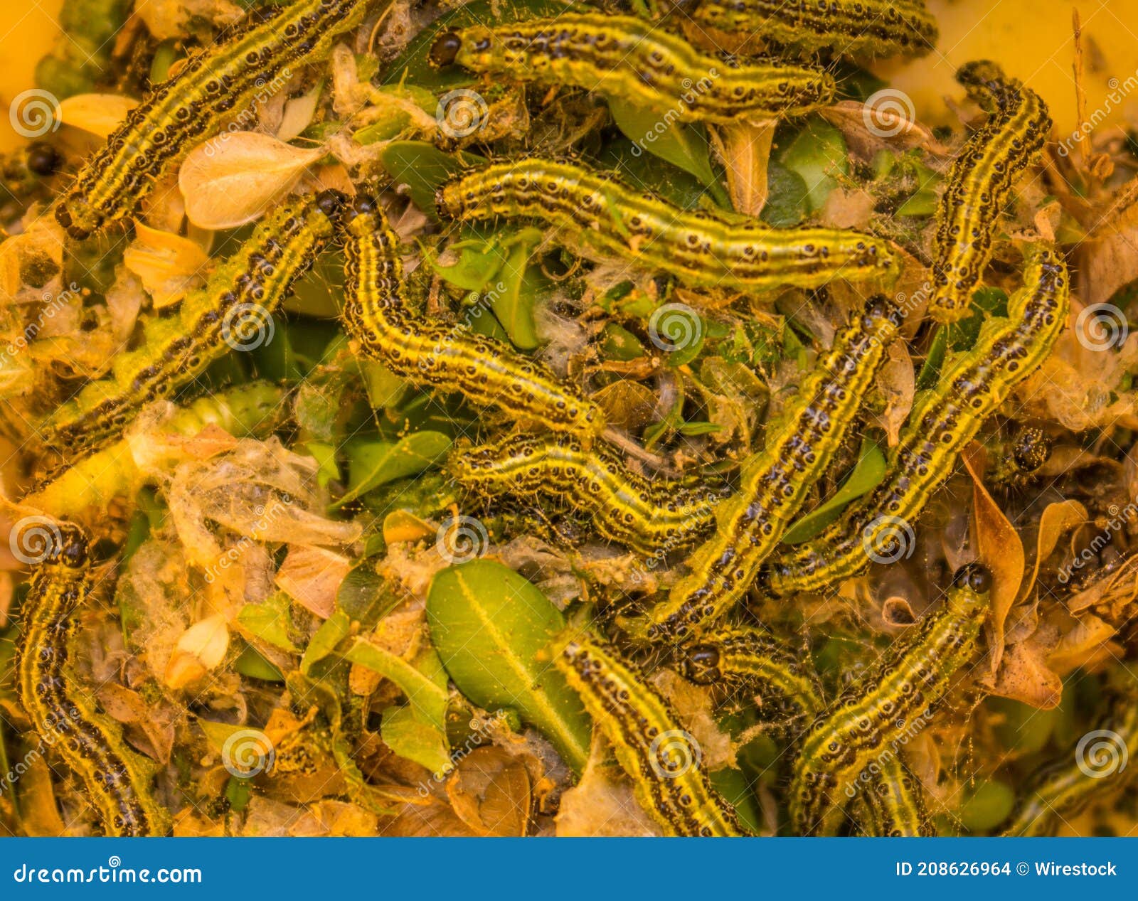 Larvae of the Box Tree Moth, Cydalima Perspectalis Stock Photo - Image ...