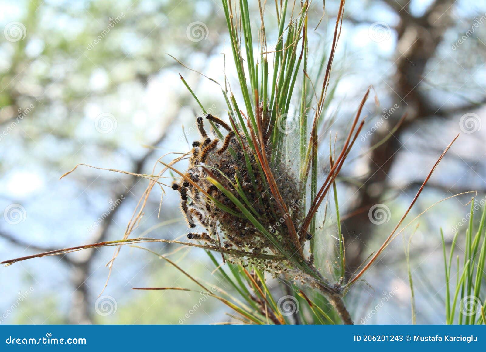Larvaes on the Branch of a Pine Tree Stock Image - Image of maggots ...