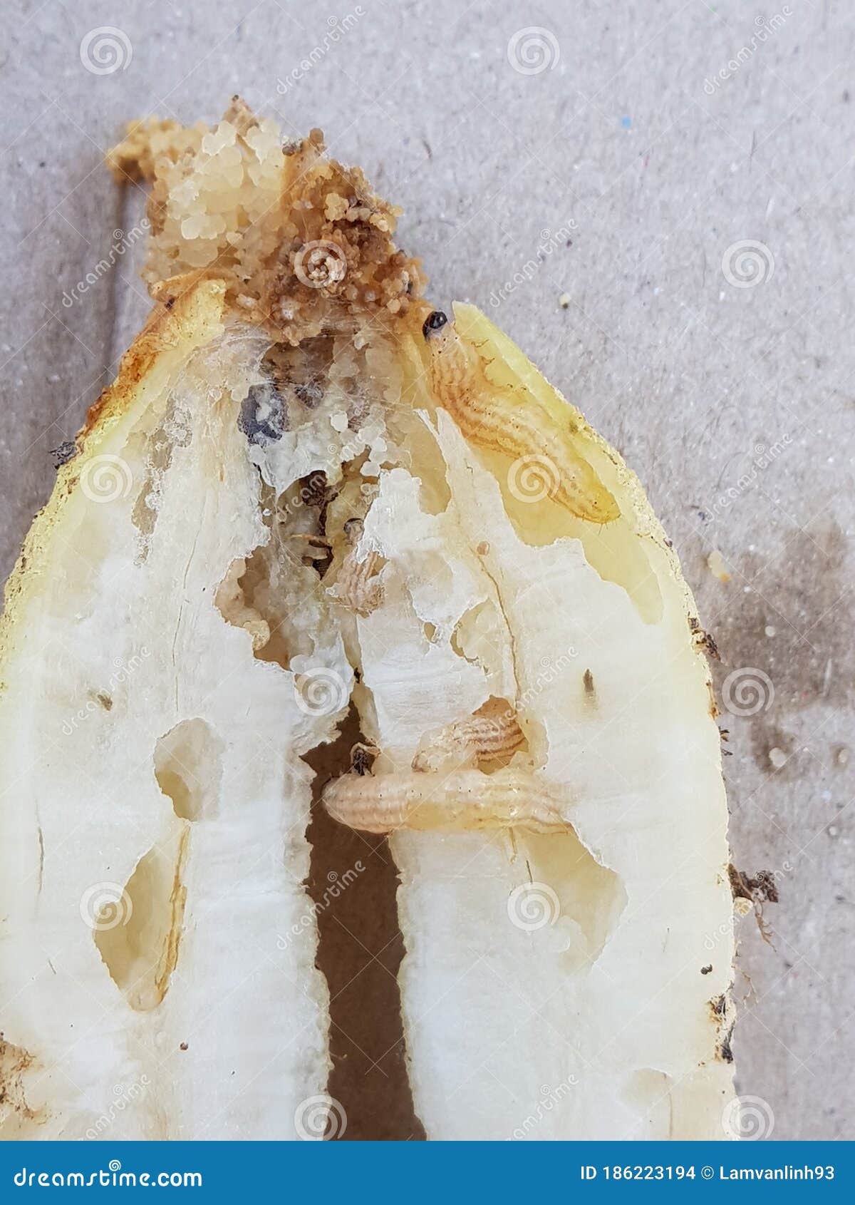 Larvae of cabbage webworm stock photo. Image of larvae - 186223194